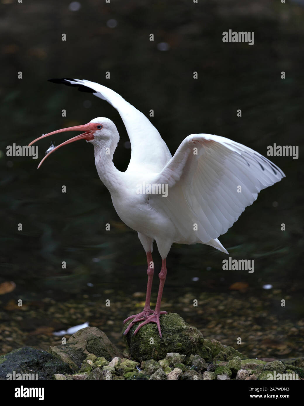 White Ibis bird with its stretching wings standing on a rock by the ...