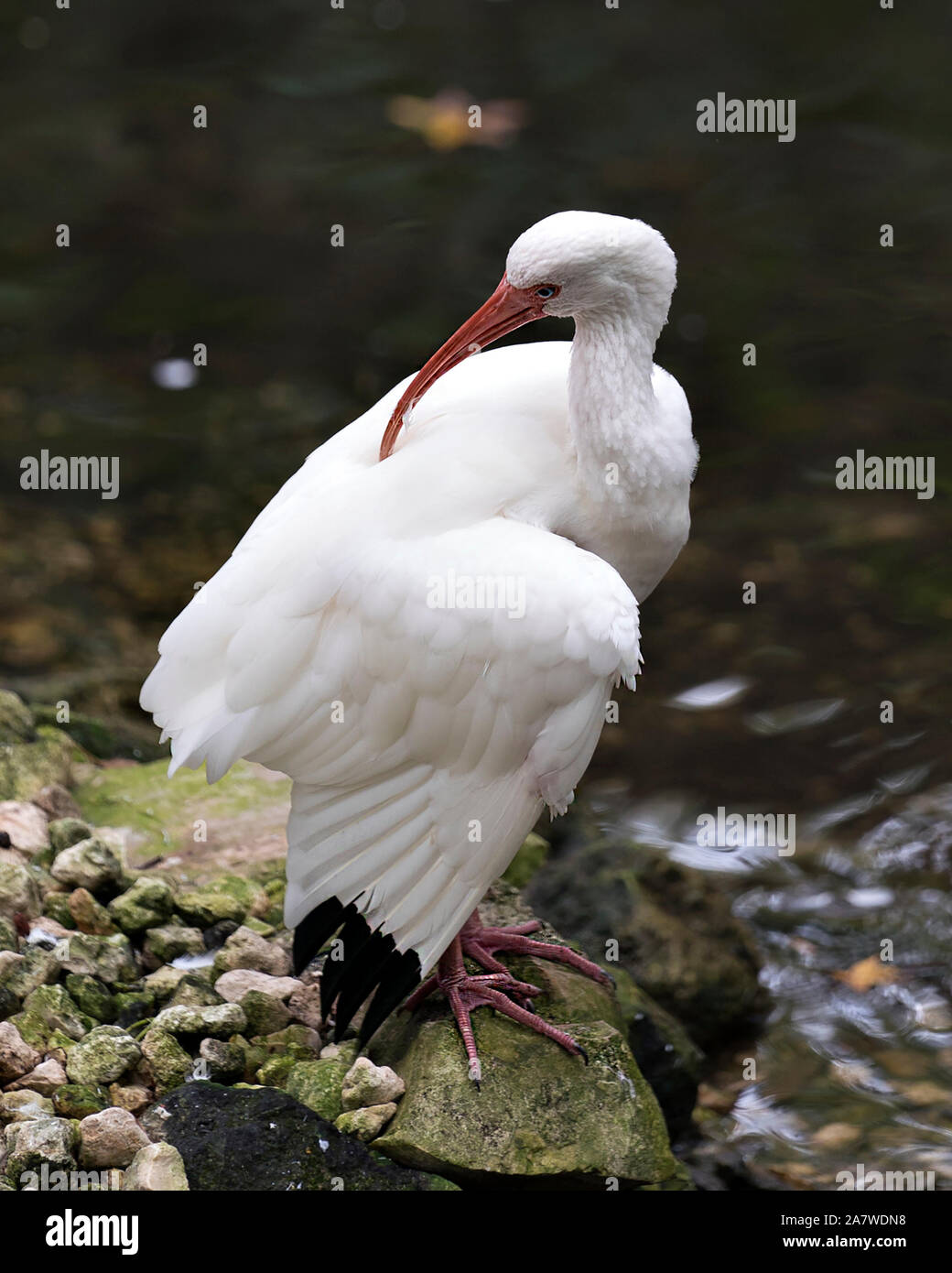 White Ibis bird with its stretching wings standing on a rock by the ...