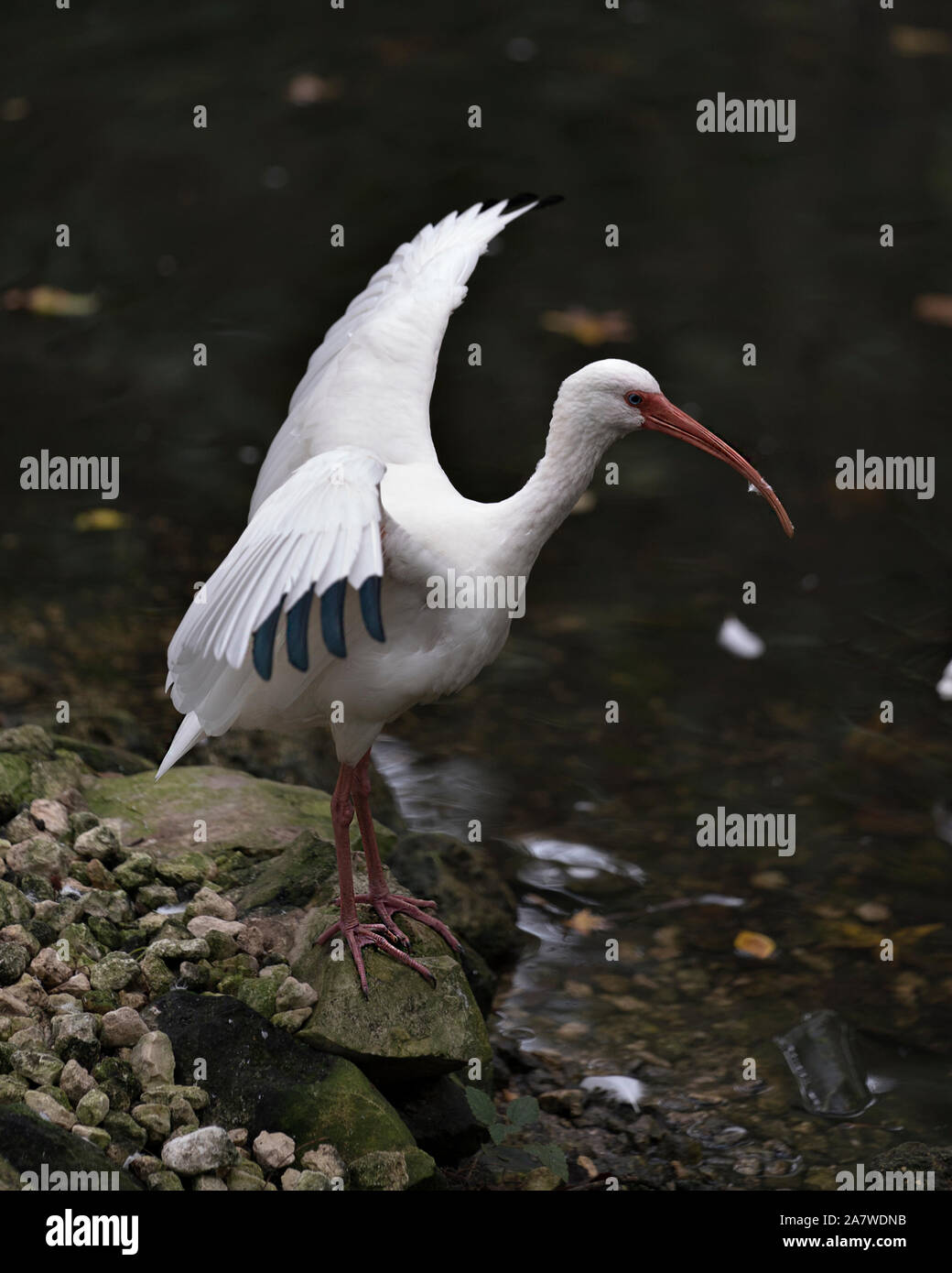 White Ibis bird with its stretching wings standing on a rock by the ...