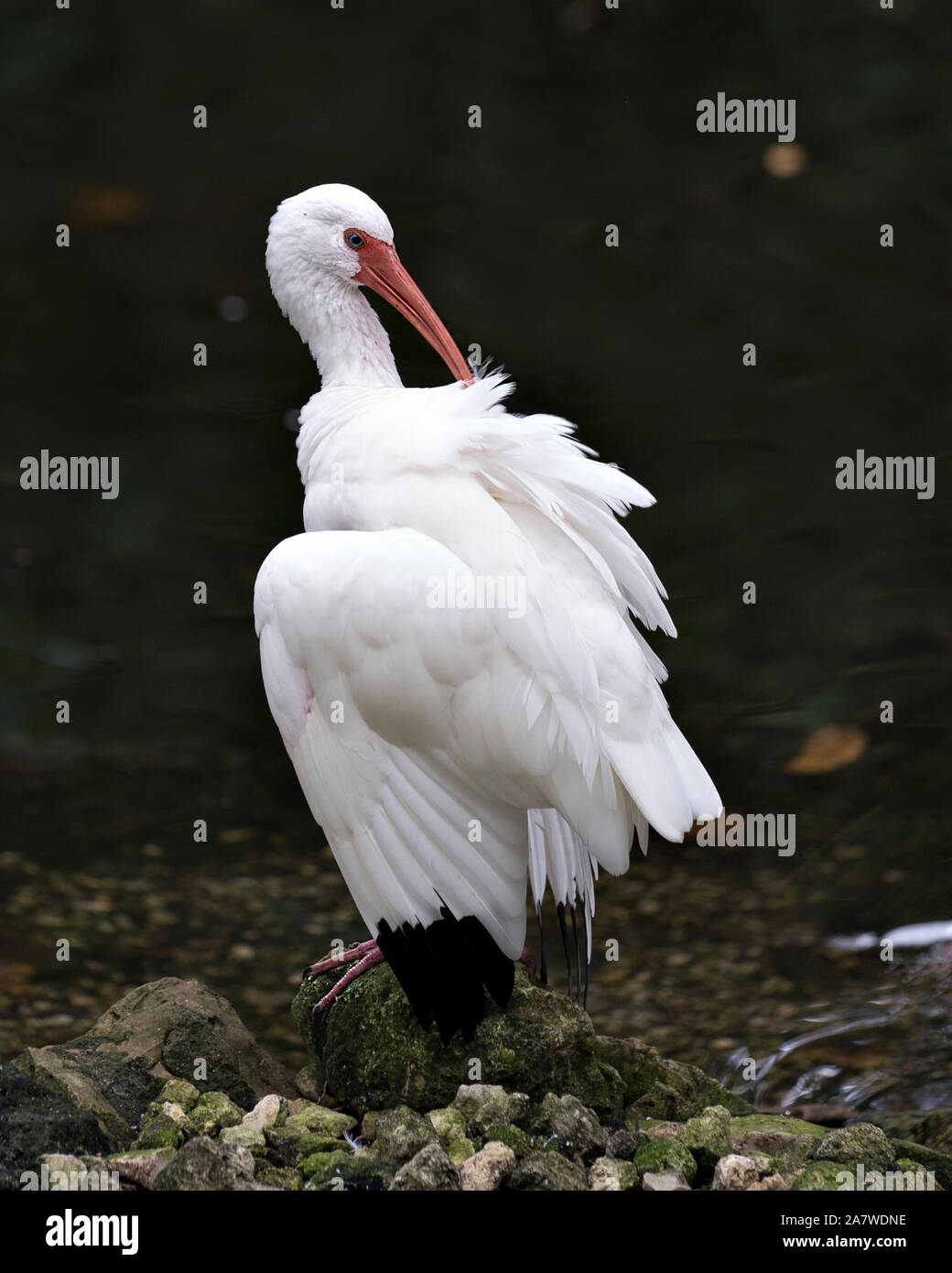 White Ibis bird with its stretching wings standing on a rock by the ...