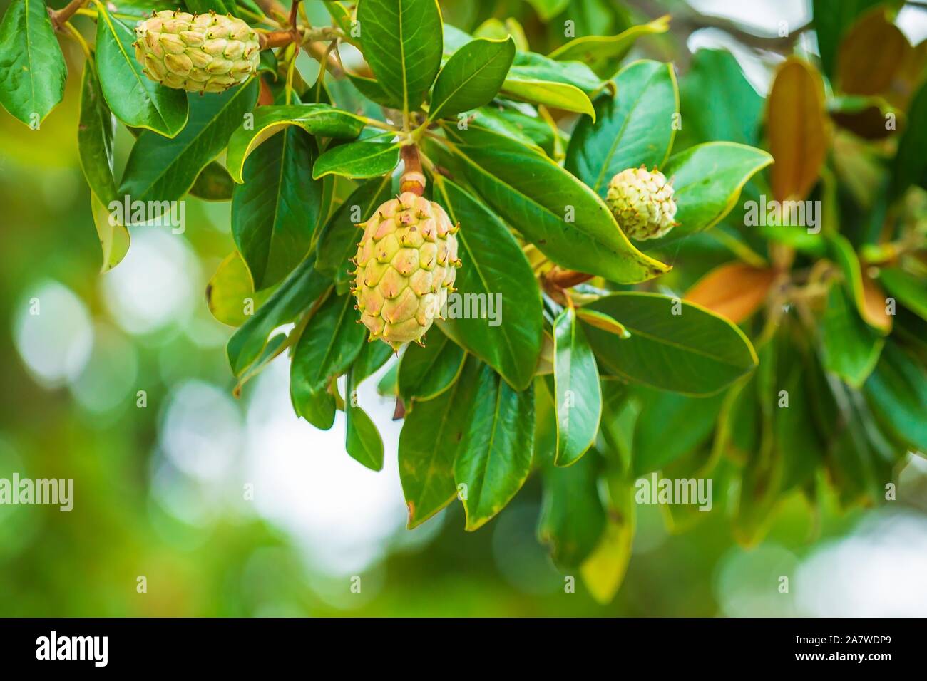 Magnolia Fruits High Resolution Stock Photography and Images - Alamy
