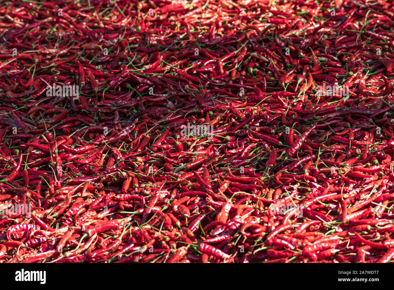 Chillies drying in the sun Stock Photo - Alamy