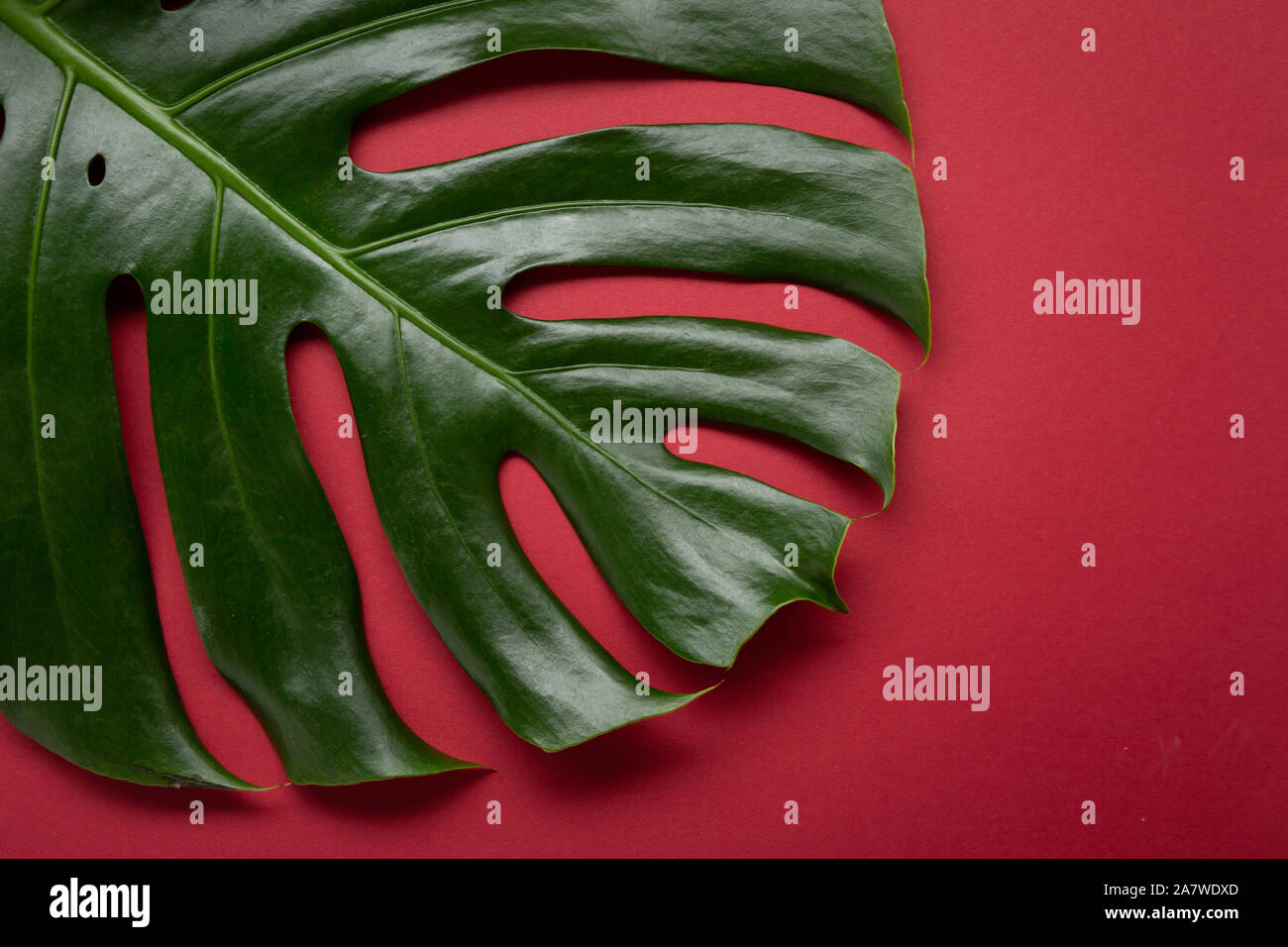 Green large monstera leaf top view on red Stock Photo - Alamy