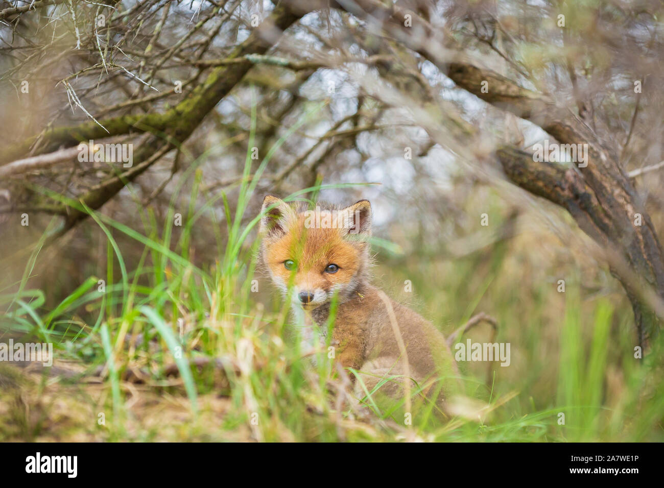 Wild young baby red fox cub vulpes vulpes exploring a forest, selective focus technique used ...