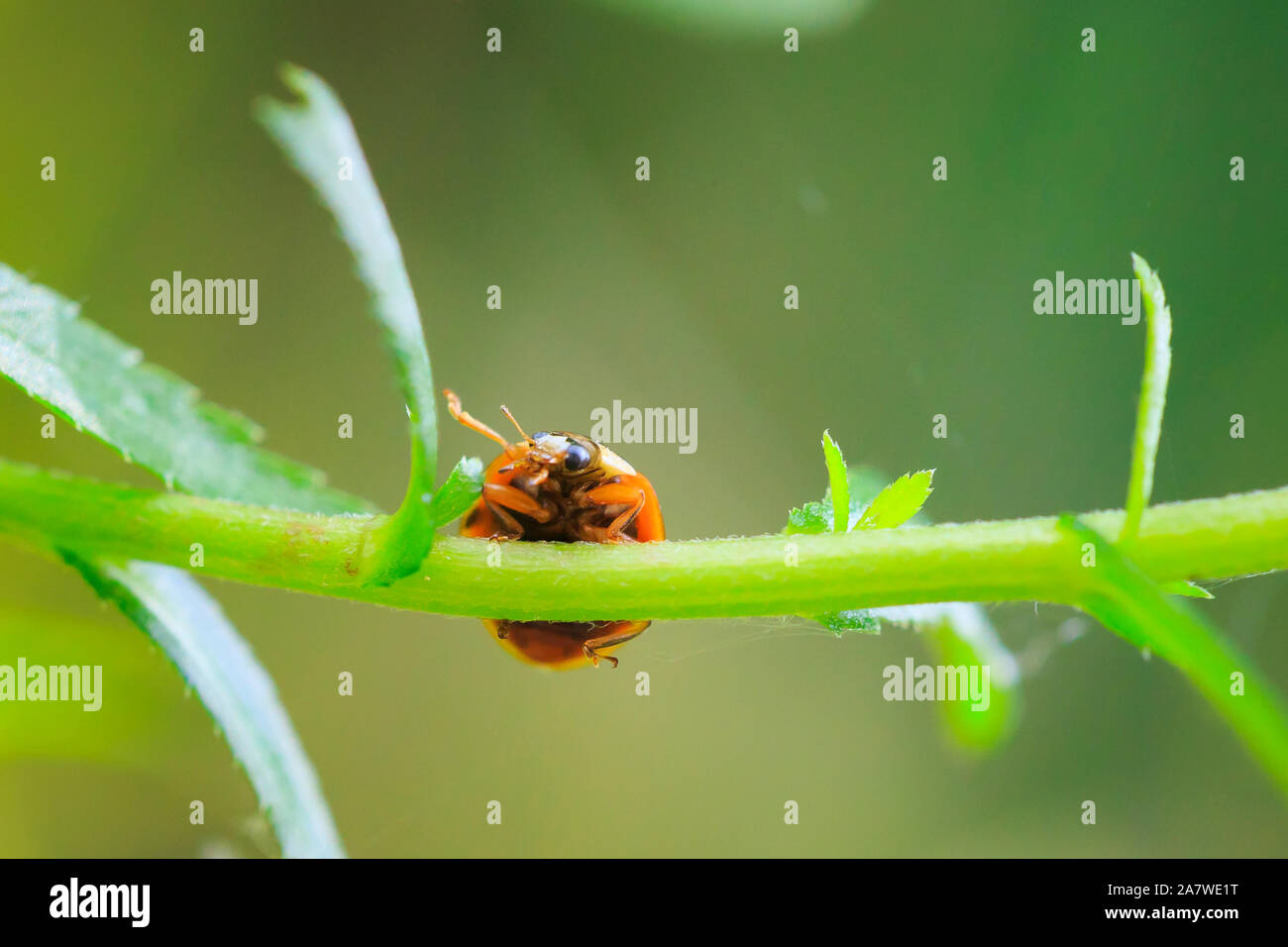Ladybug or ladybird insect climbing. Fresh, vibrant colors and sunlight ...