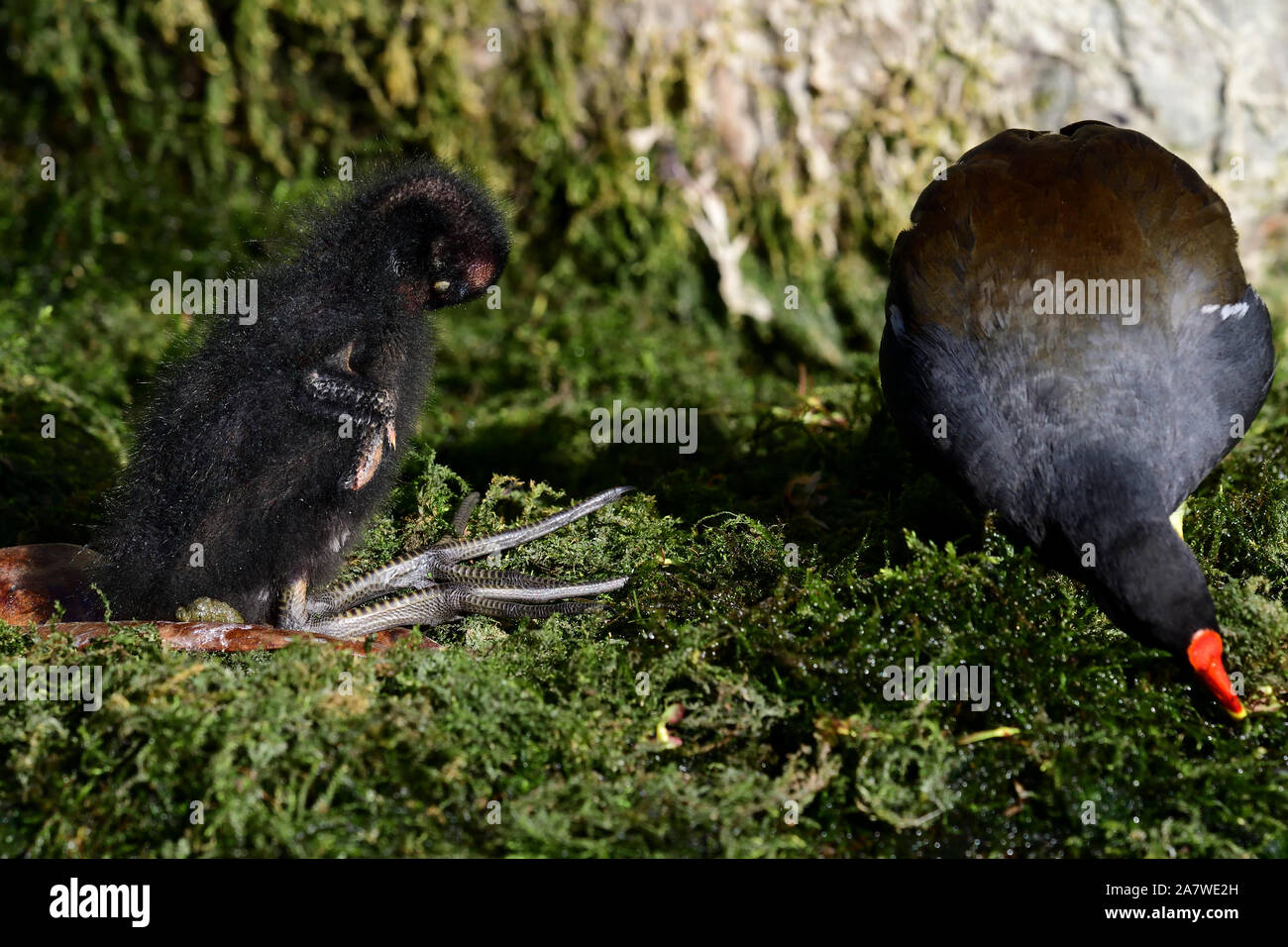 Portrait of a baby moorhen (gallinula chloropus) with it's mother Stock ...