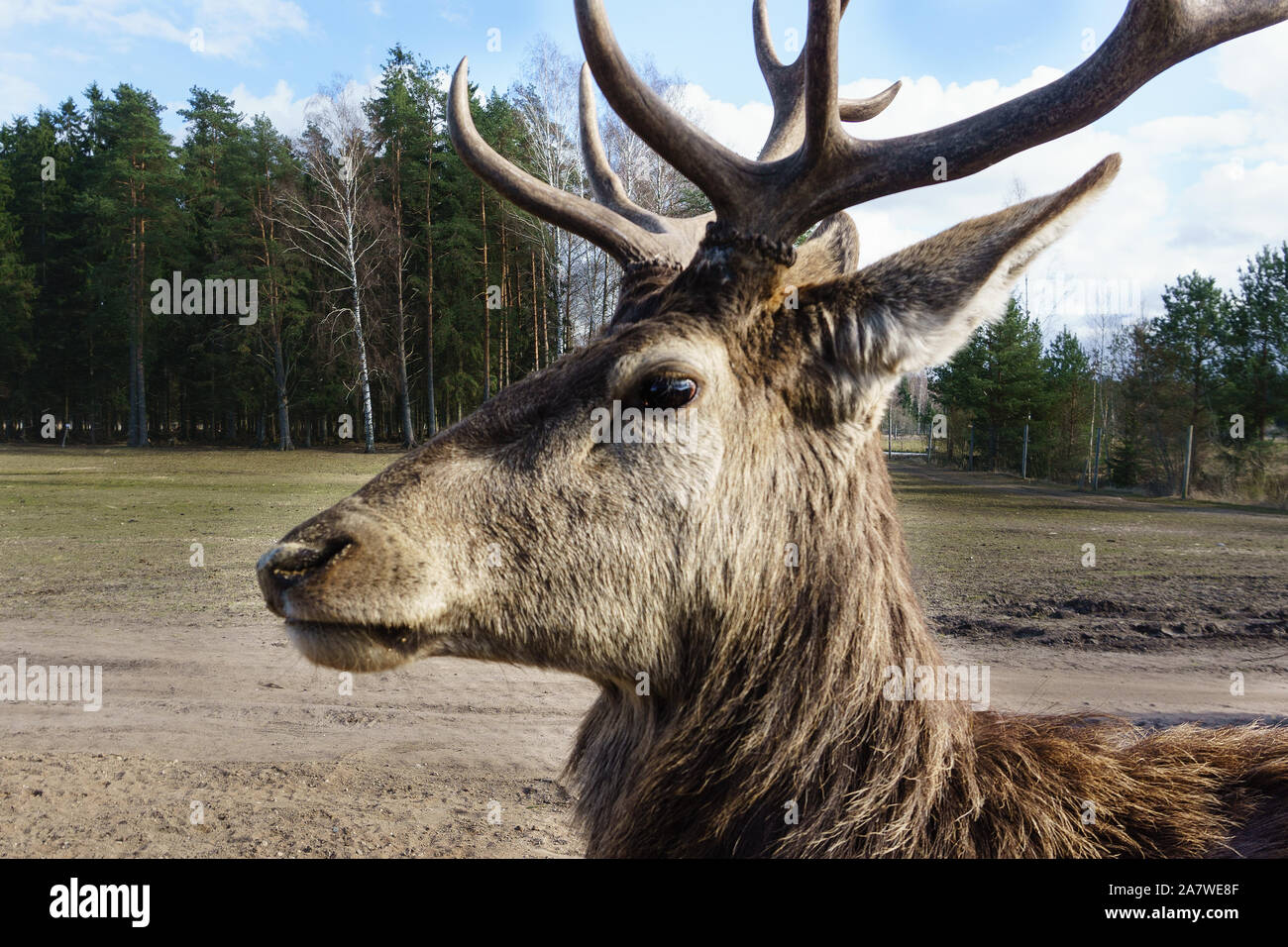 Cute and friendly deer herd of safari deer park in Latvia during ...