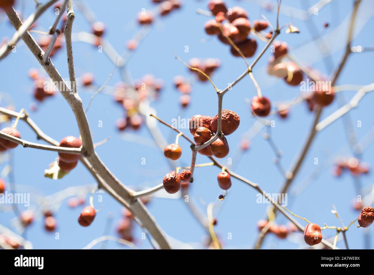 Plum Tree Autumn High Resolution Stock Photography and Images - Alamy