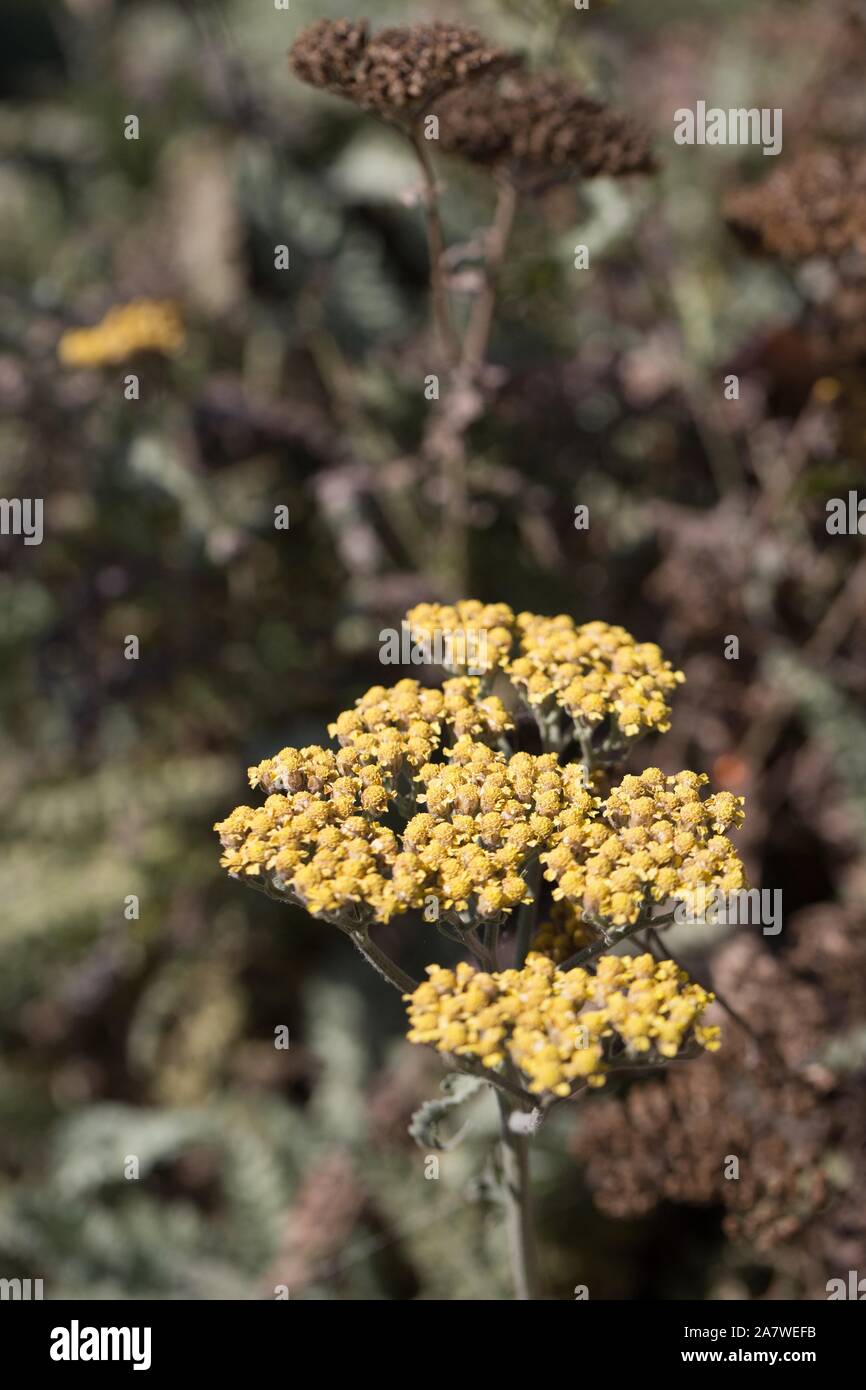 Moonshine Yarrow - Achillea x 'Moonshine' Stock Photo - Alamy