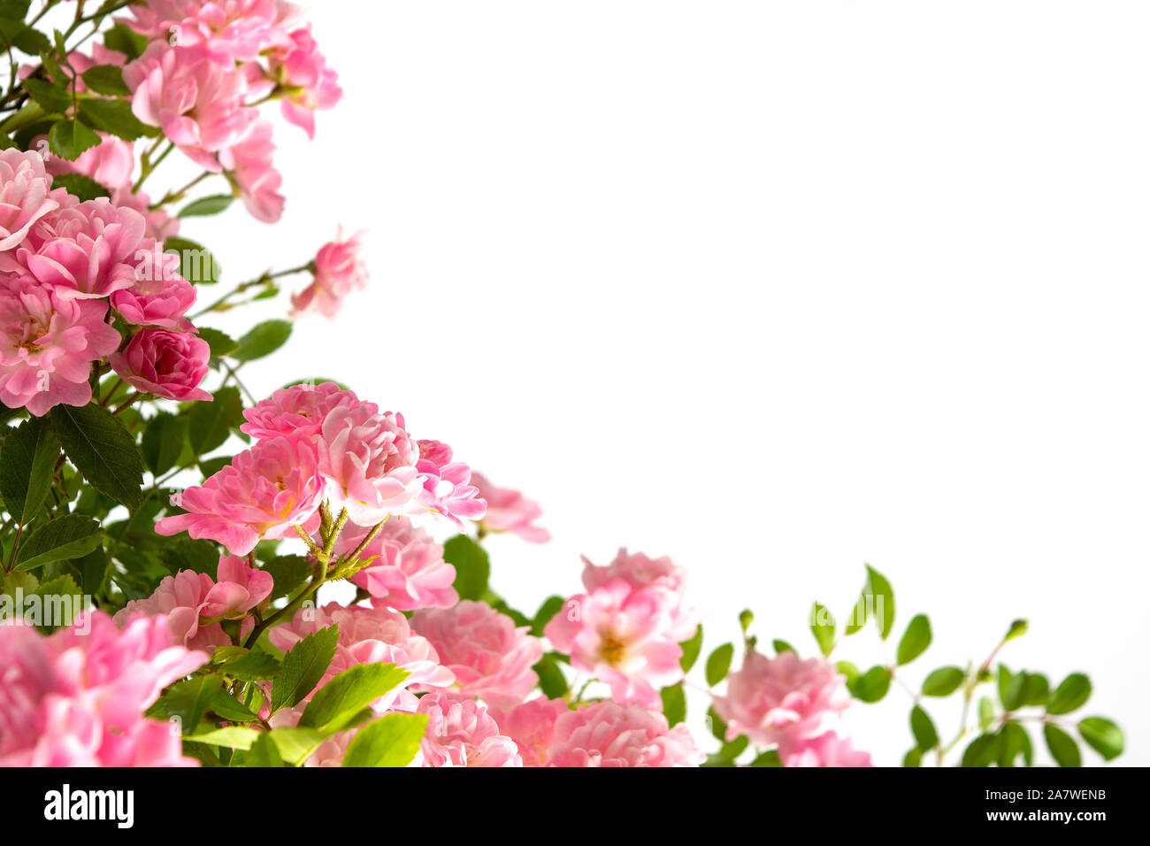 Pink roses arrangement with copy space on white background Stock Photo ...
