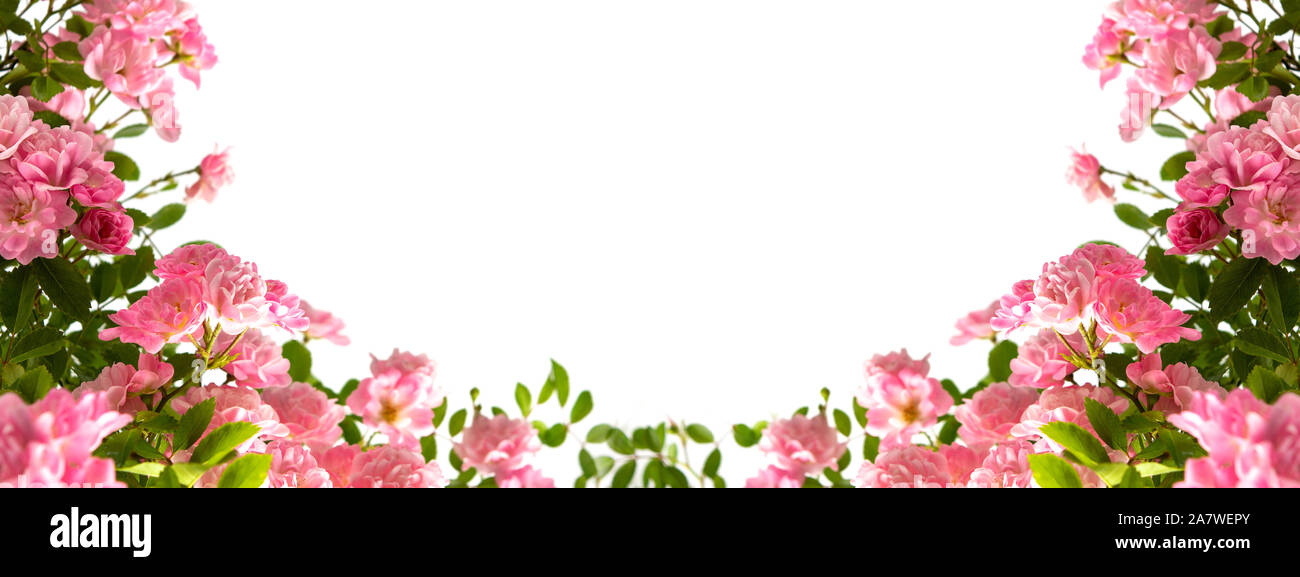 Pink roses arrangement with copy space on white background Stock Photo ...