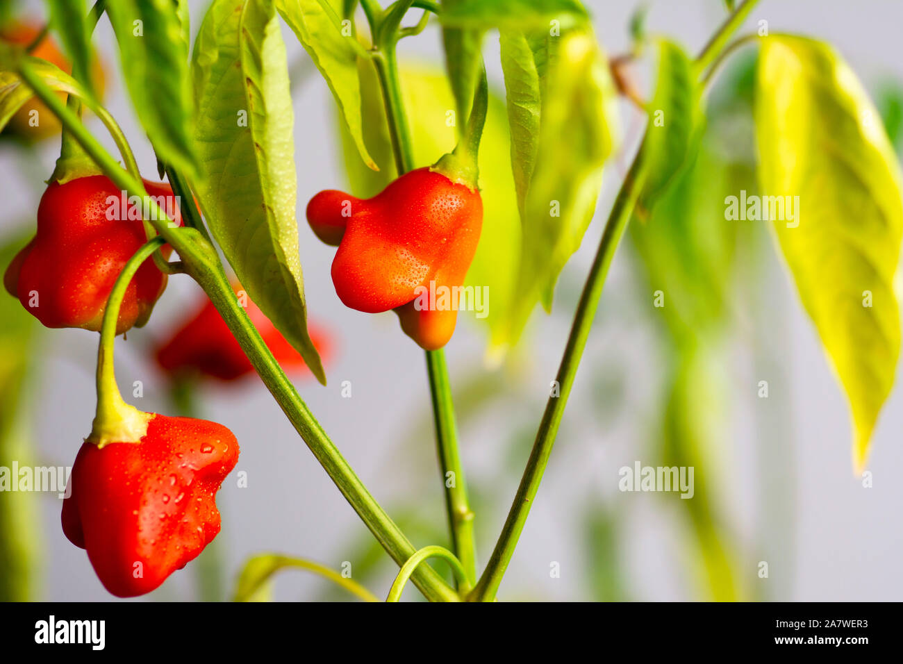 Crown shaped pepper growing on the plant closeup Stock Photo - Alamy