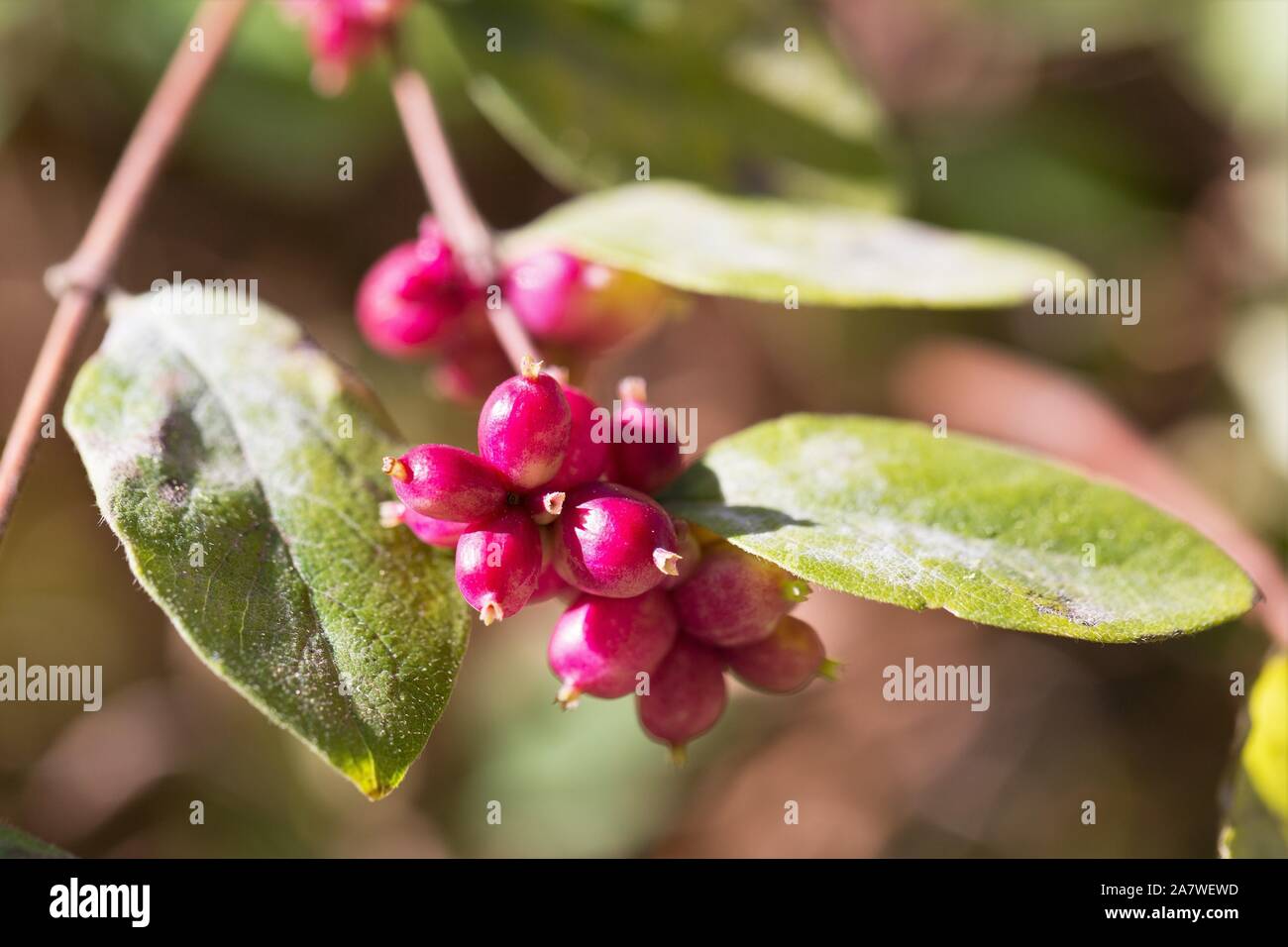 Symphoricarpos Orbiculatus Flower