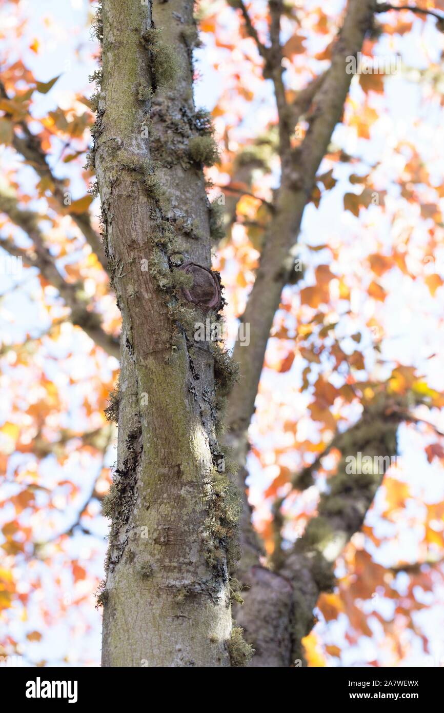 Acer rubrum red sunset hi-res stock photography and images - Alamy