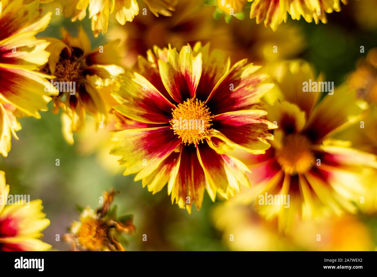 Tickseed coreopsis grandiflora yellow flowers hi-res stock photography ...