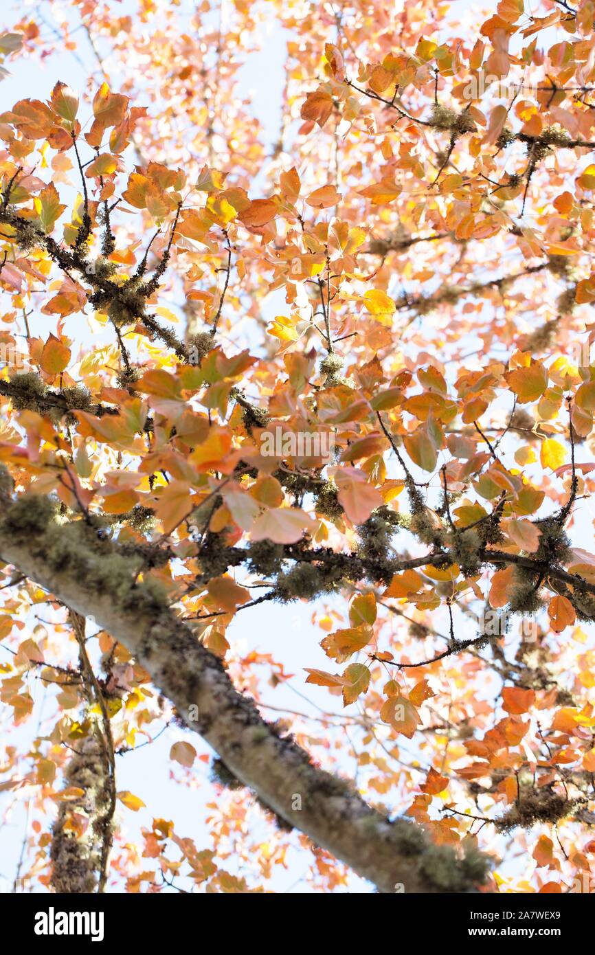 Acer rubrum 'Franksred' RED SUNSET tree, close up Stock Photo - Alamy