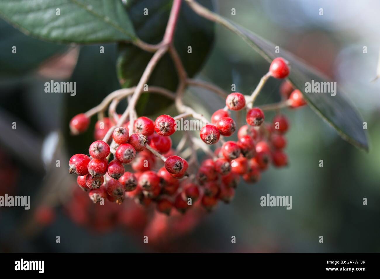 Cotoneaster parneyi hi-res stock photography and images - Alamy