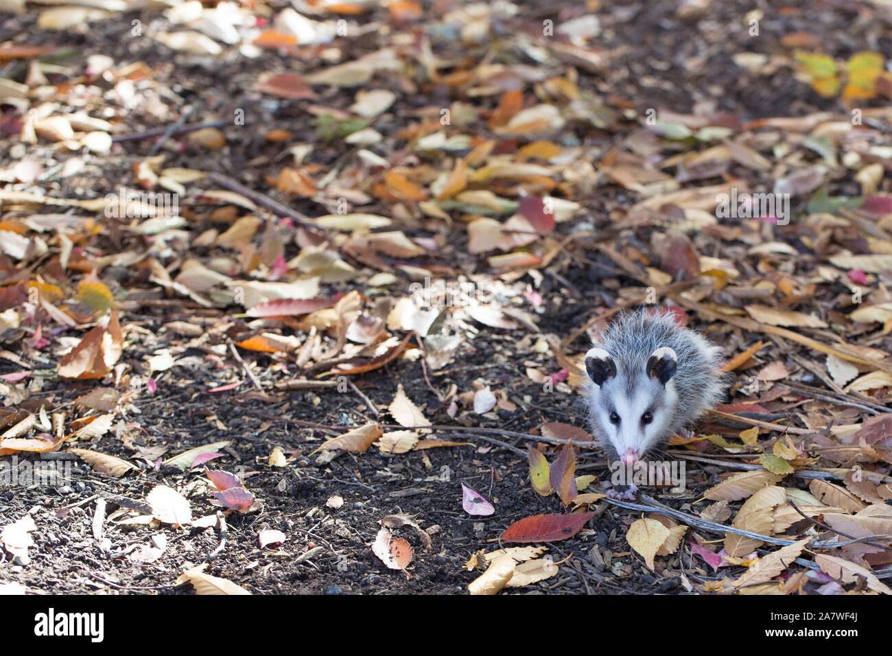 Opossum baby hi-res stock photography and images - Alamy