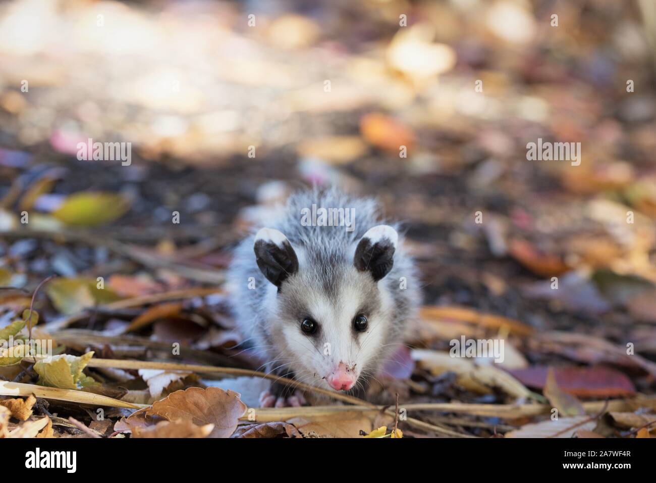 Baby opossum hi-res stock photography and images - Alamy