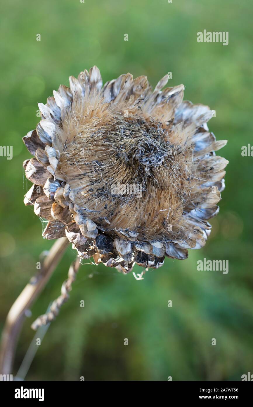 Dead plant stalk hi-res stock photography and images - Alamy