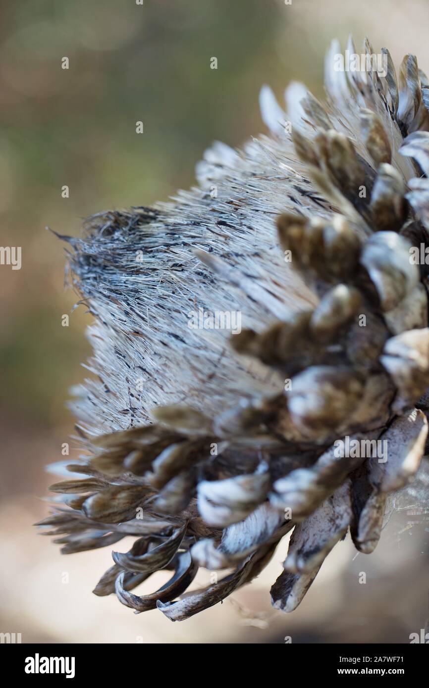 Dead plant stalk hi-res stock photography and images - Alamy