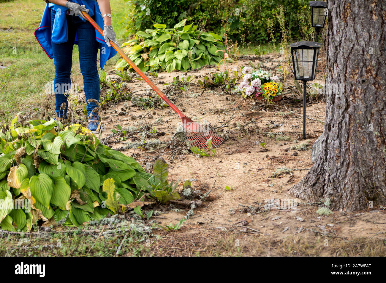 Woman cleaning loved ones grave plot with rake, plot maintenance ...