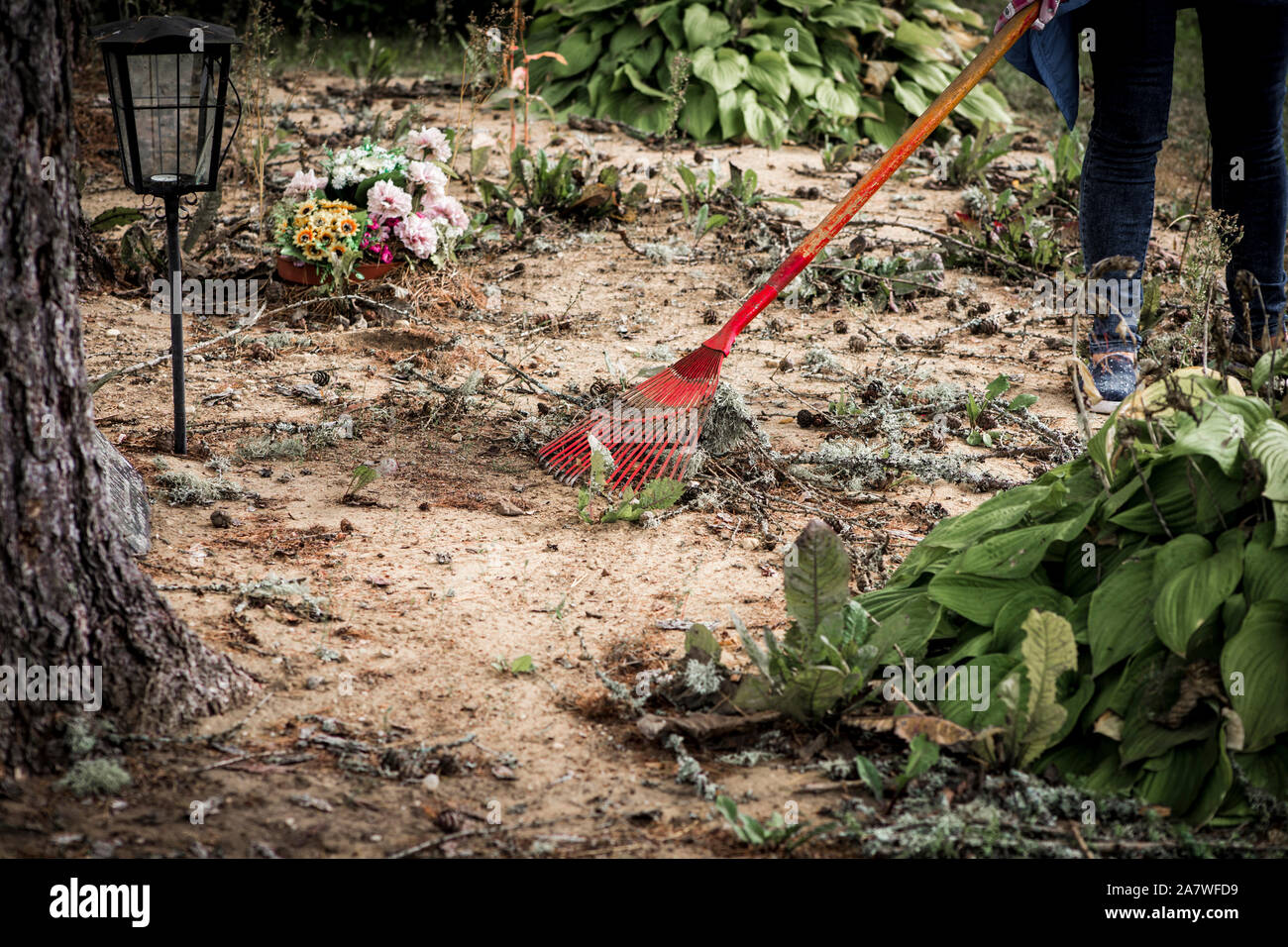 Woman cleaning loved ones grave plot with rake, plot maintenance ...