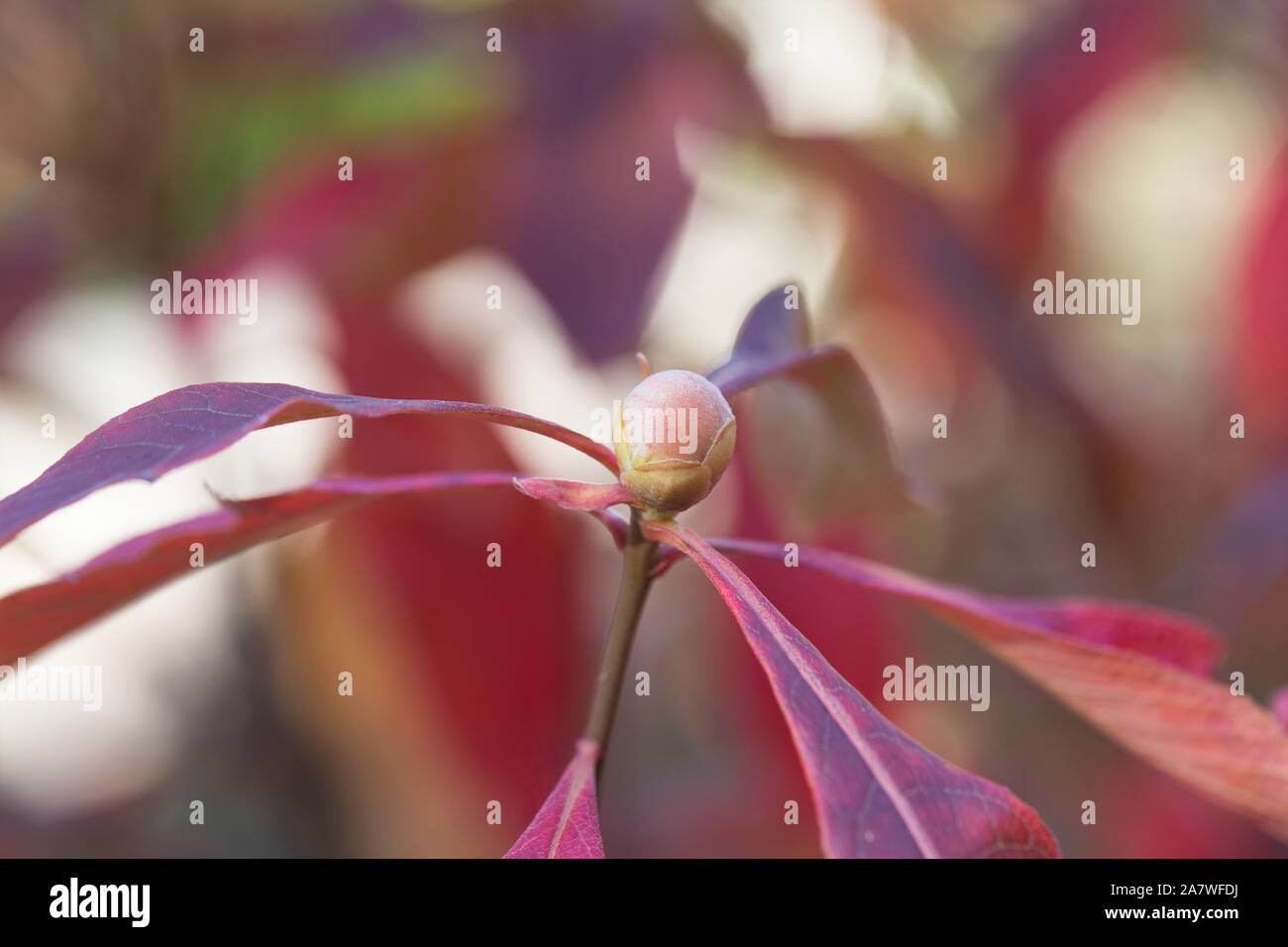 Franklinia alatamaha franklin tree hi-res stock photography and images ...