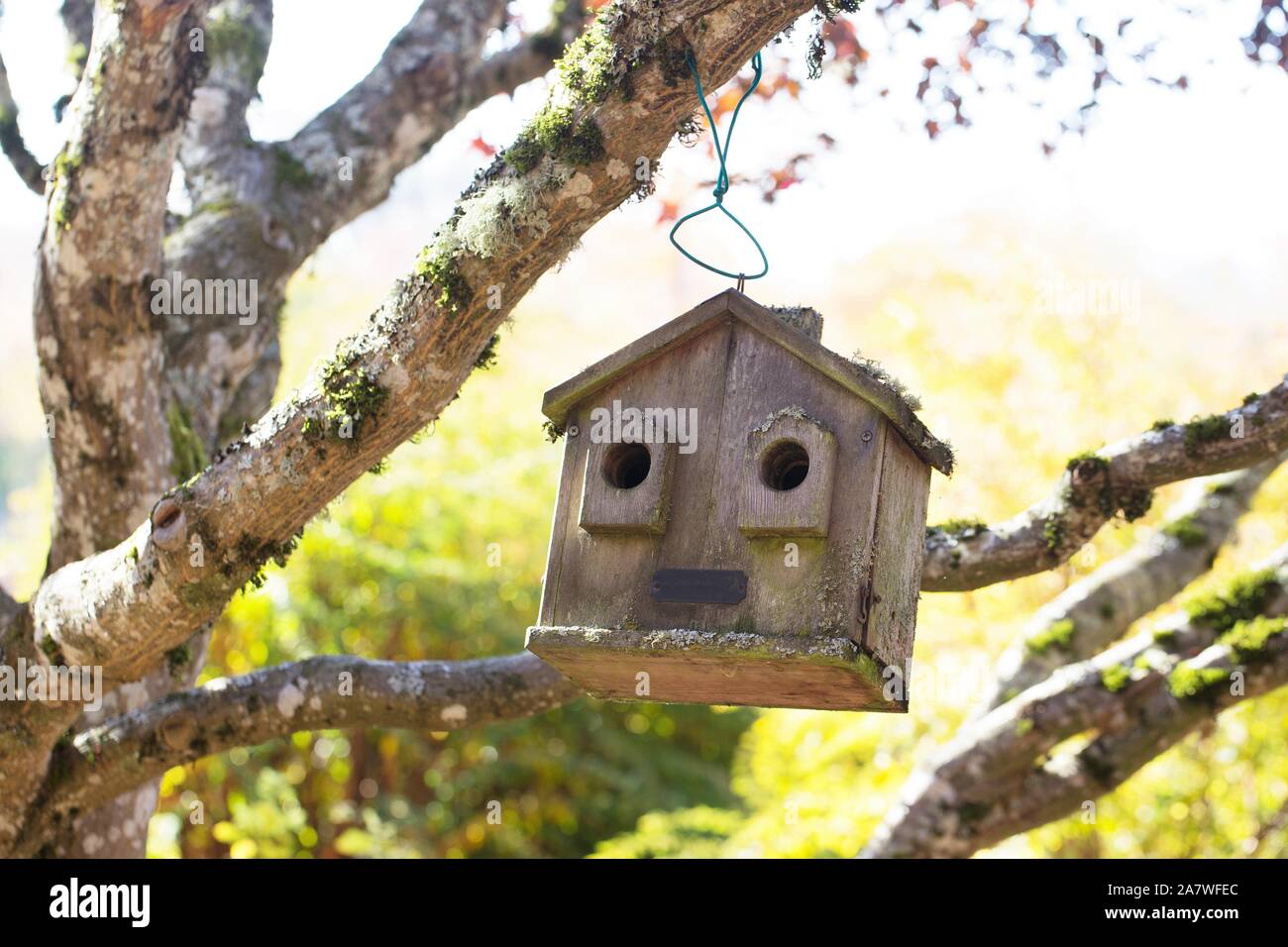 Scared tree hi-res stock photography and images - Alamy