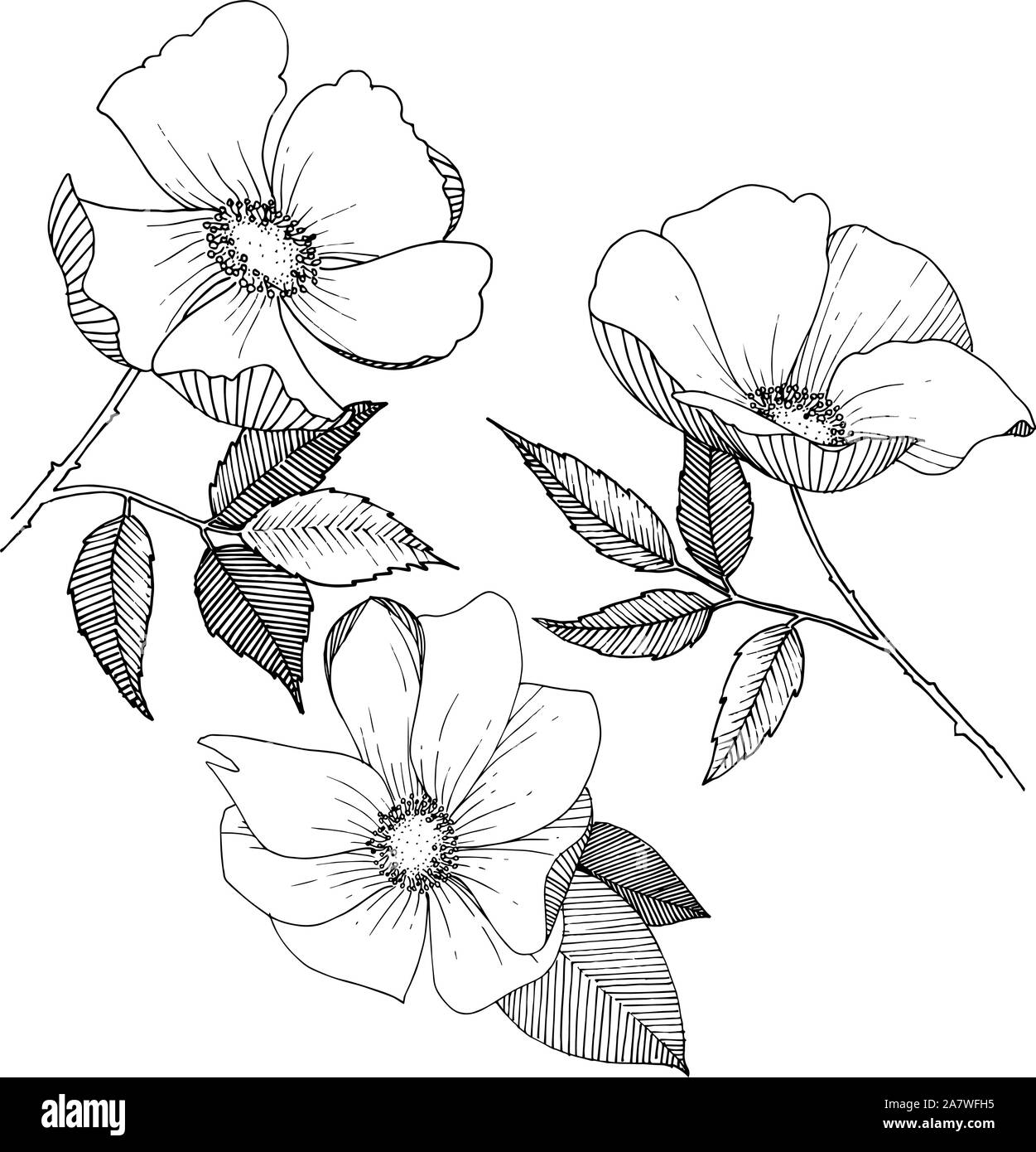 Hulthemia roses hi-res stock photography and images - Alamy