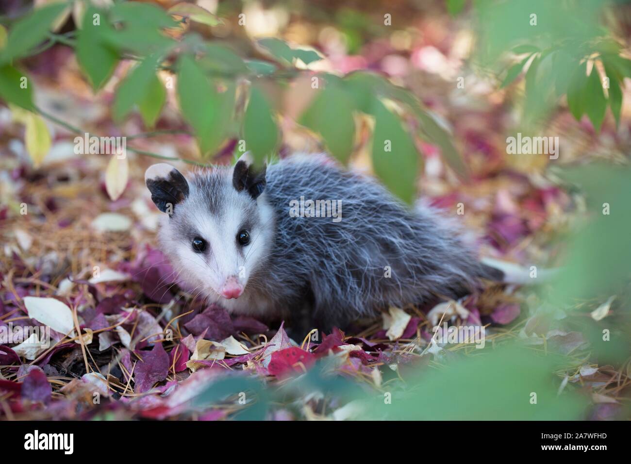 Baby opossum hi-res stock photography and images - Alamy