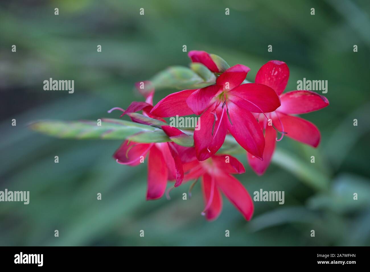 Flag lily hi-res stock photography and images - Alamy