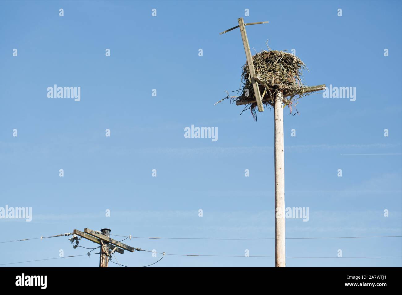 An osprey nest on top of a pole near Mount Angel, Oregon, USA Stock ...