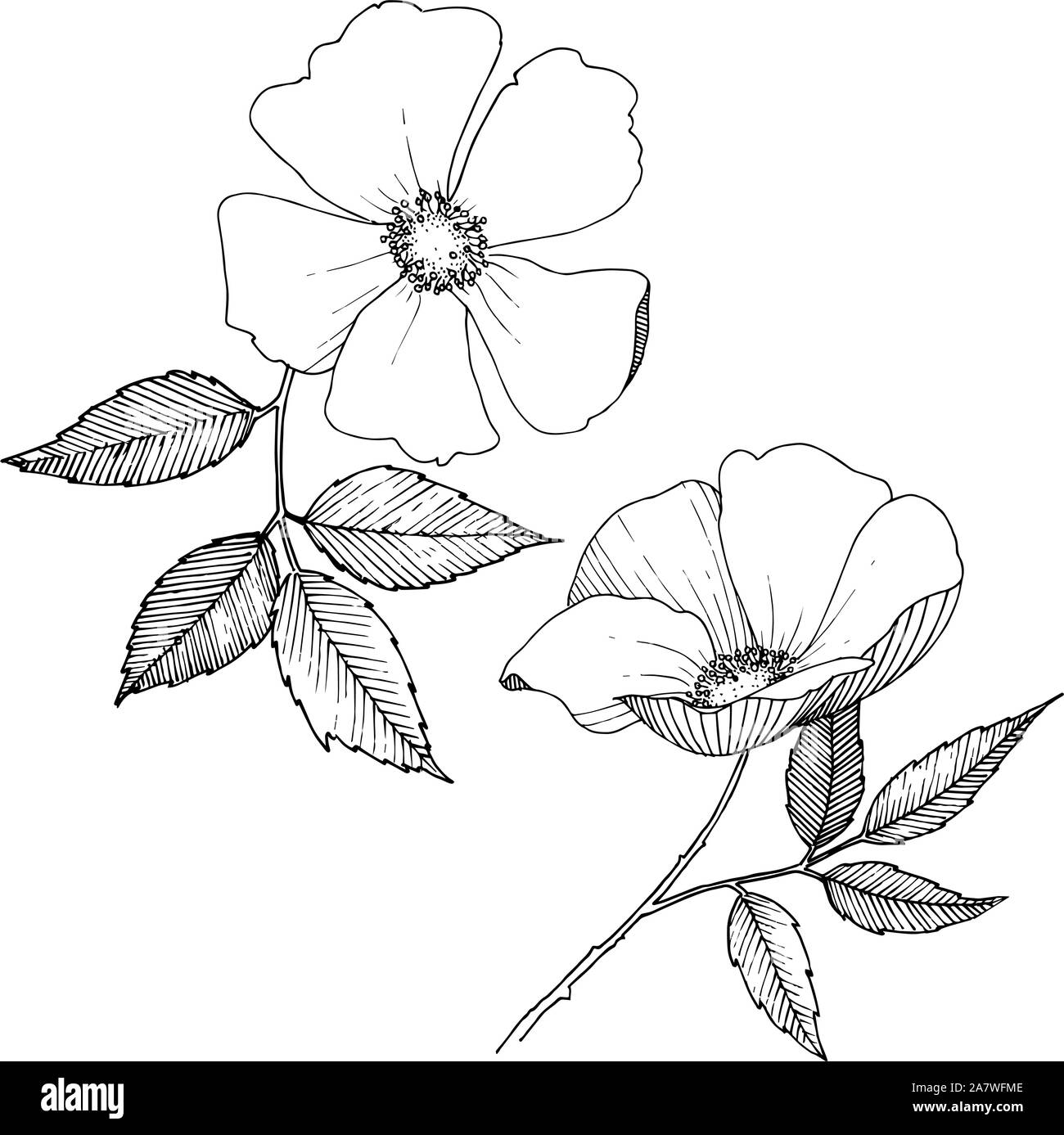 Hulthemia roses hi-res stock photography and images - Alamy