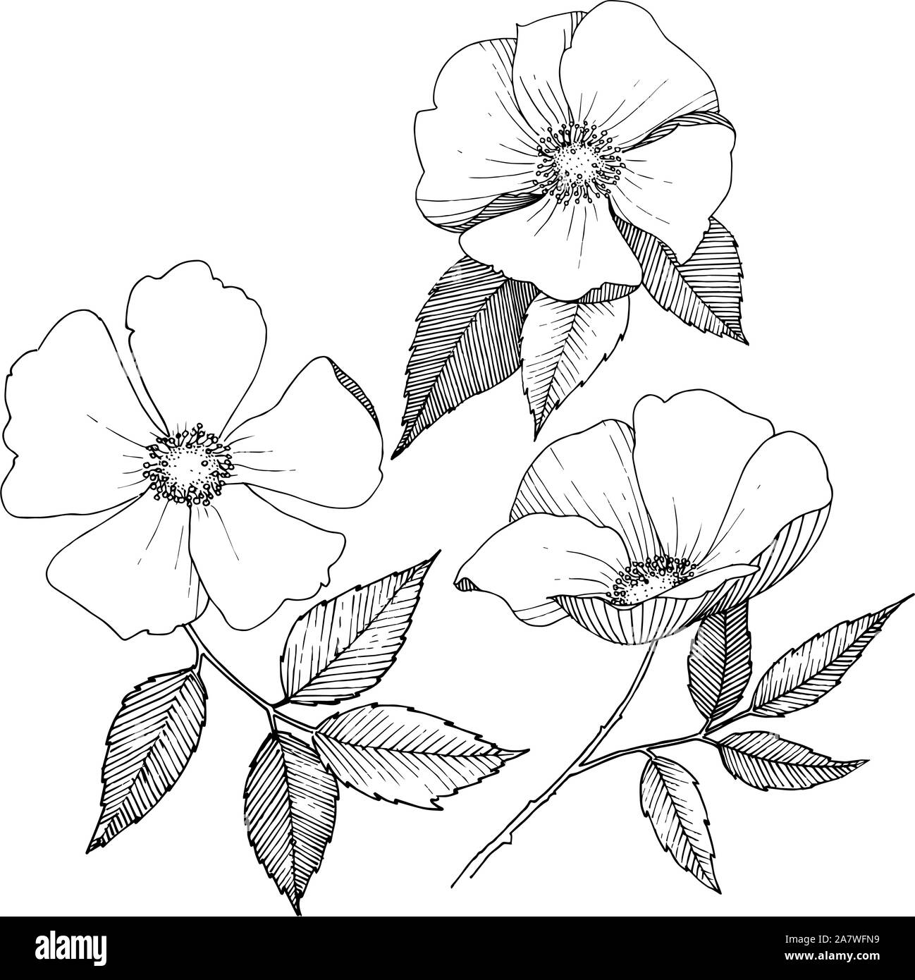 Hulthemia roses hi-res stock photography and images - Alamy