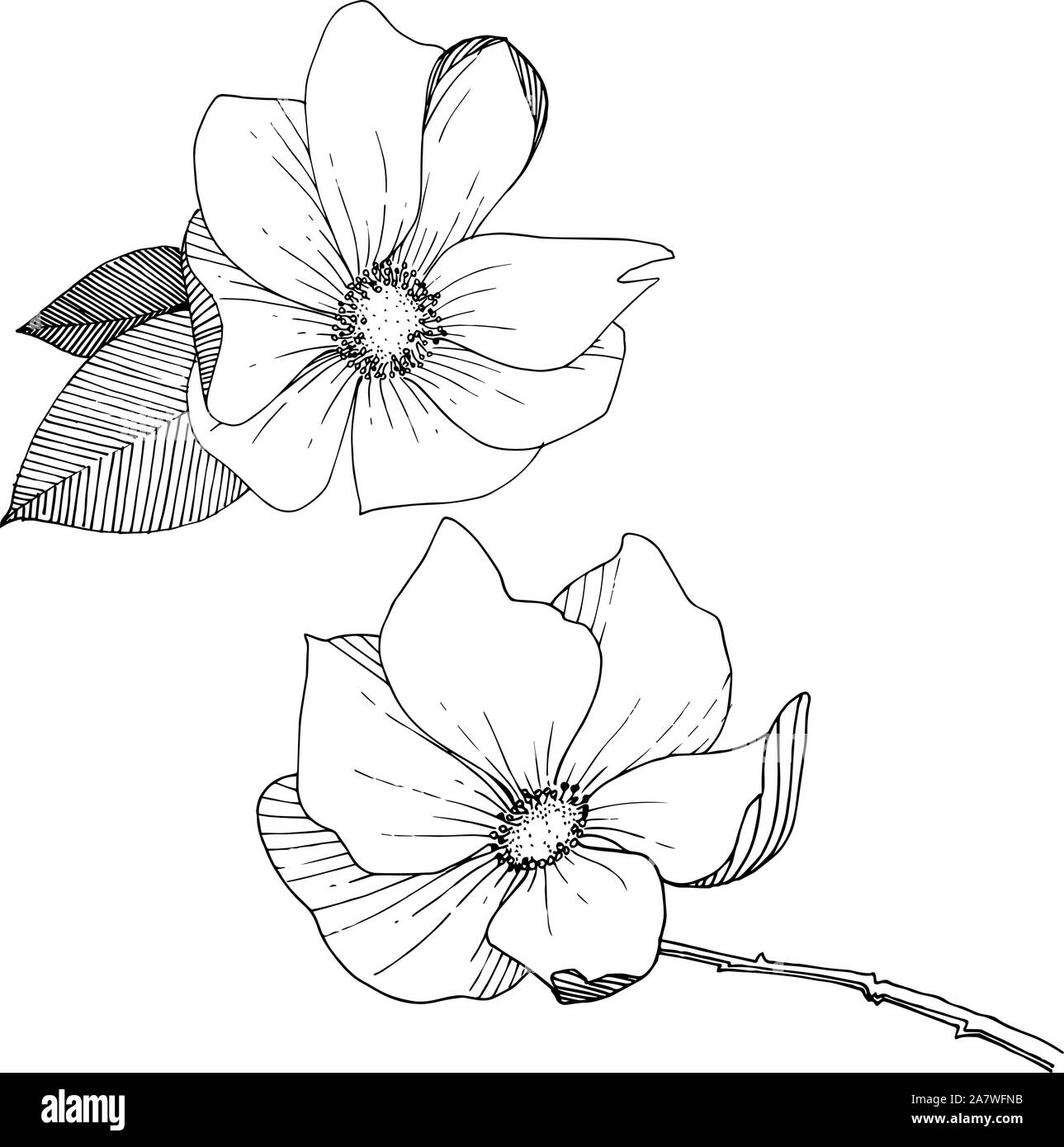 Hulthemia roses hi-res stock photography and images - Alamy