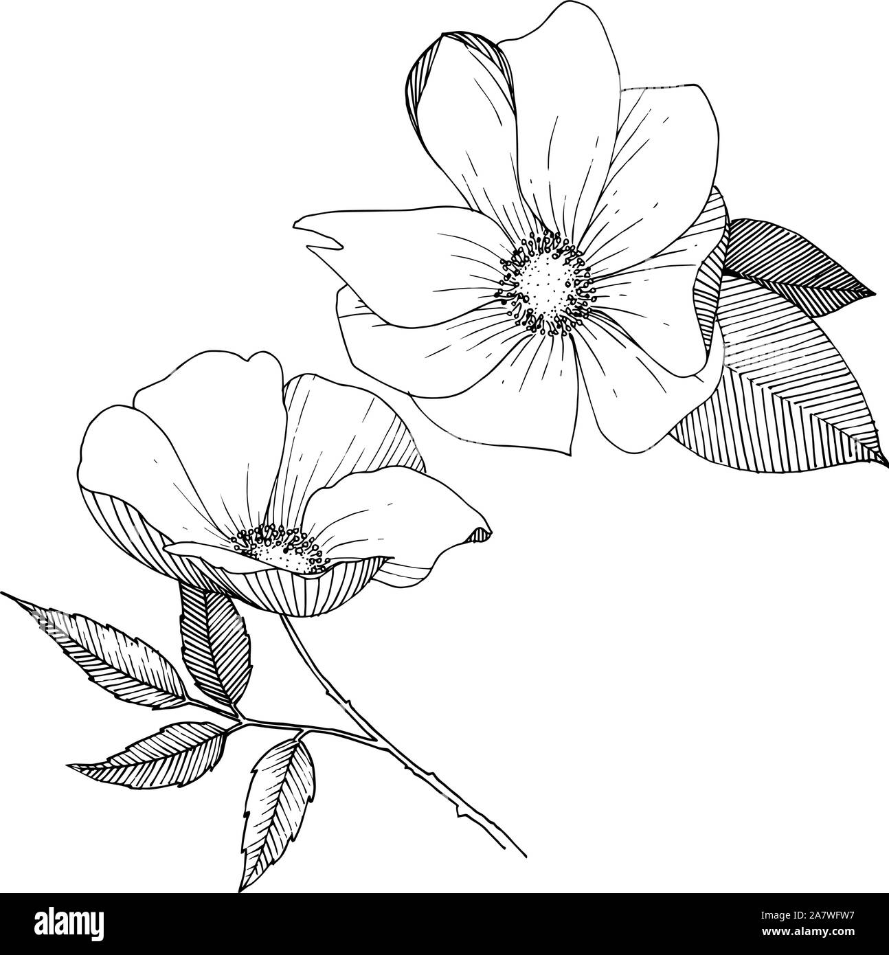 Hulthemia roses hi-res stock photography and images - Alamy