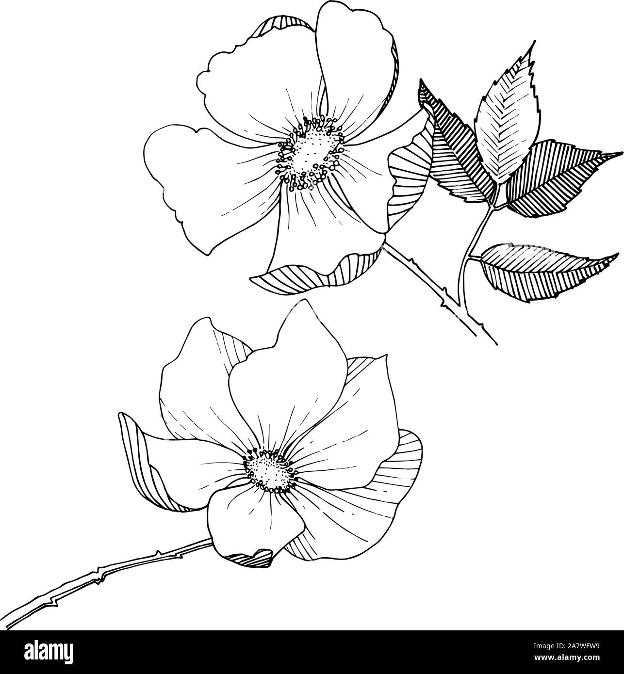 Hulthemia roses hi-res stock photography and images - Alamy