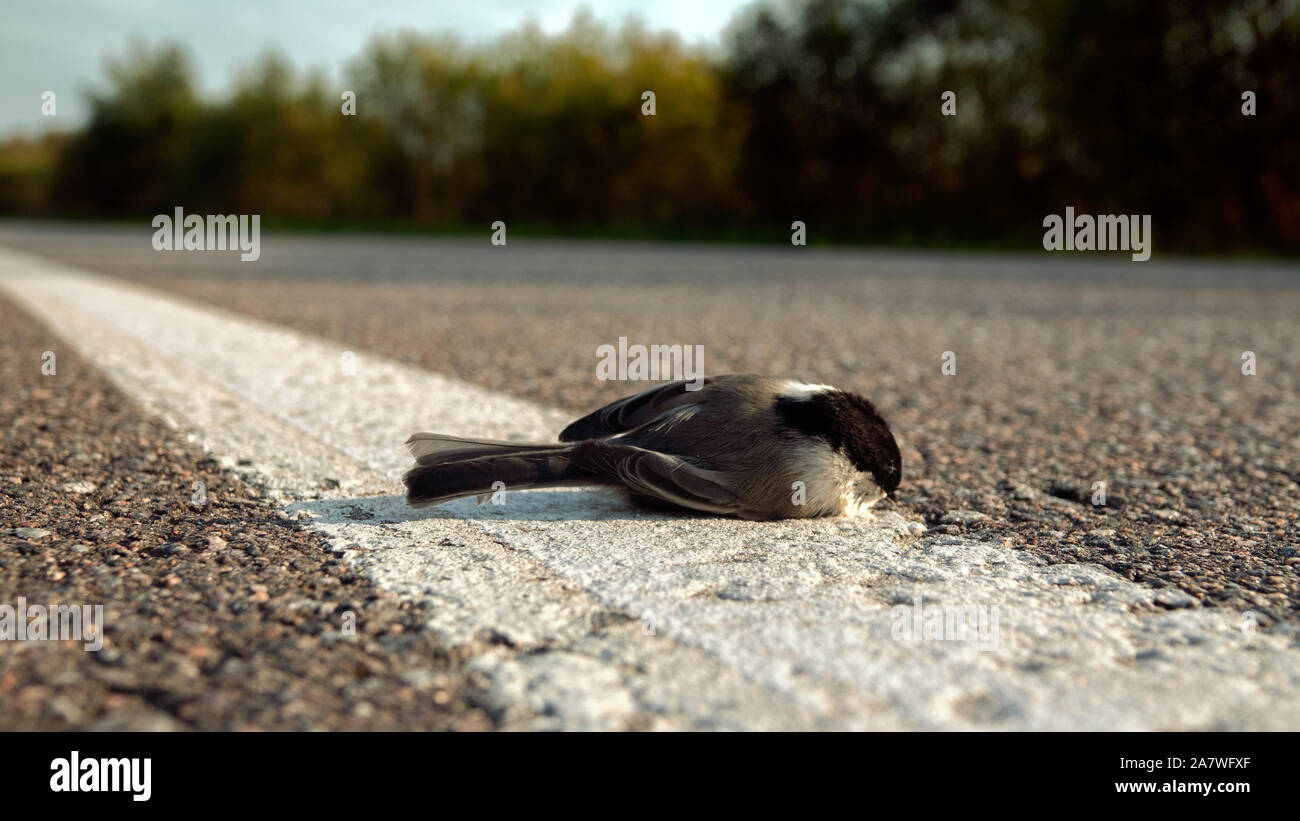 Half-dead bird Willow Tit (Parus montanus) hit by car Stock Photo - Alamy