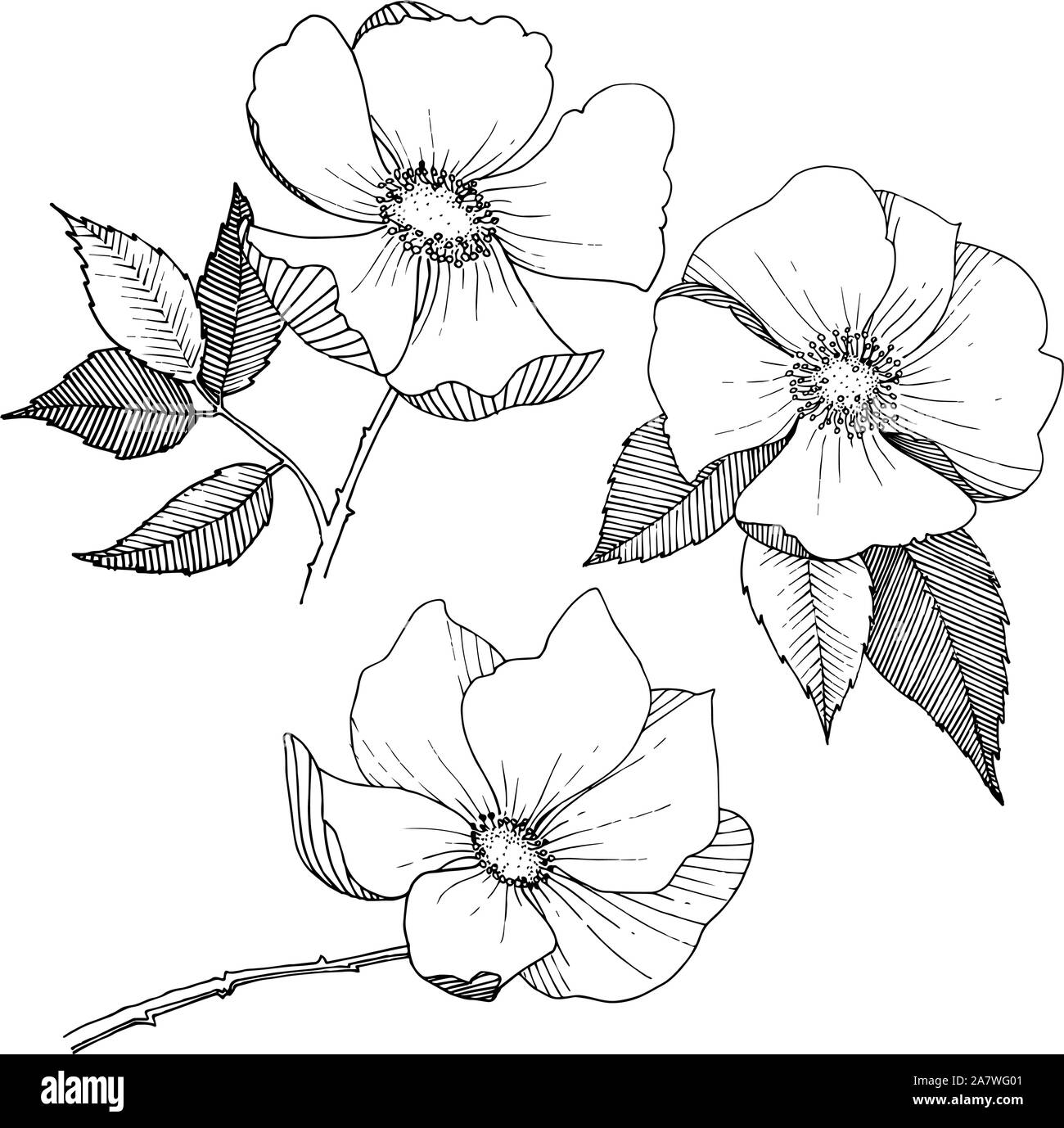 Hulthemia roses hi-res stock photography and images - Alamy