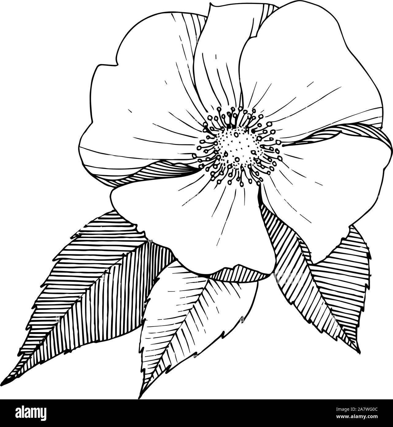 Hulthemia roses hi-res stock photography and images - Alamy