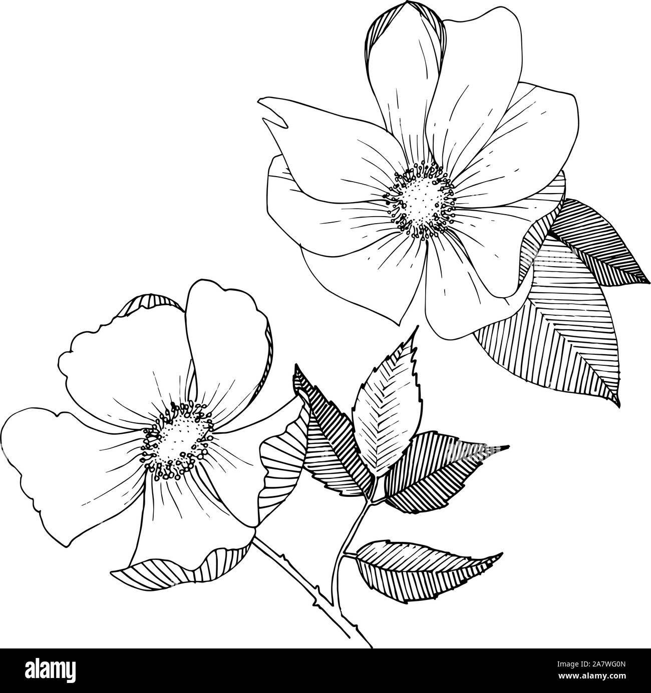 Hulthemia roses hi-res stock photography and images - Alamy