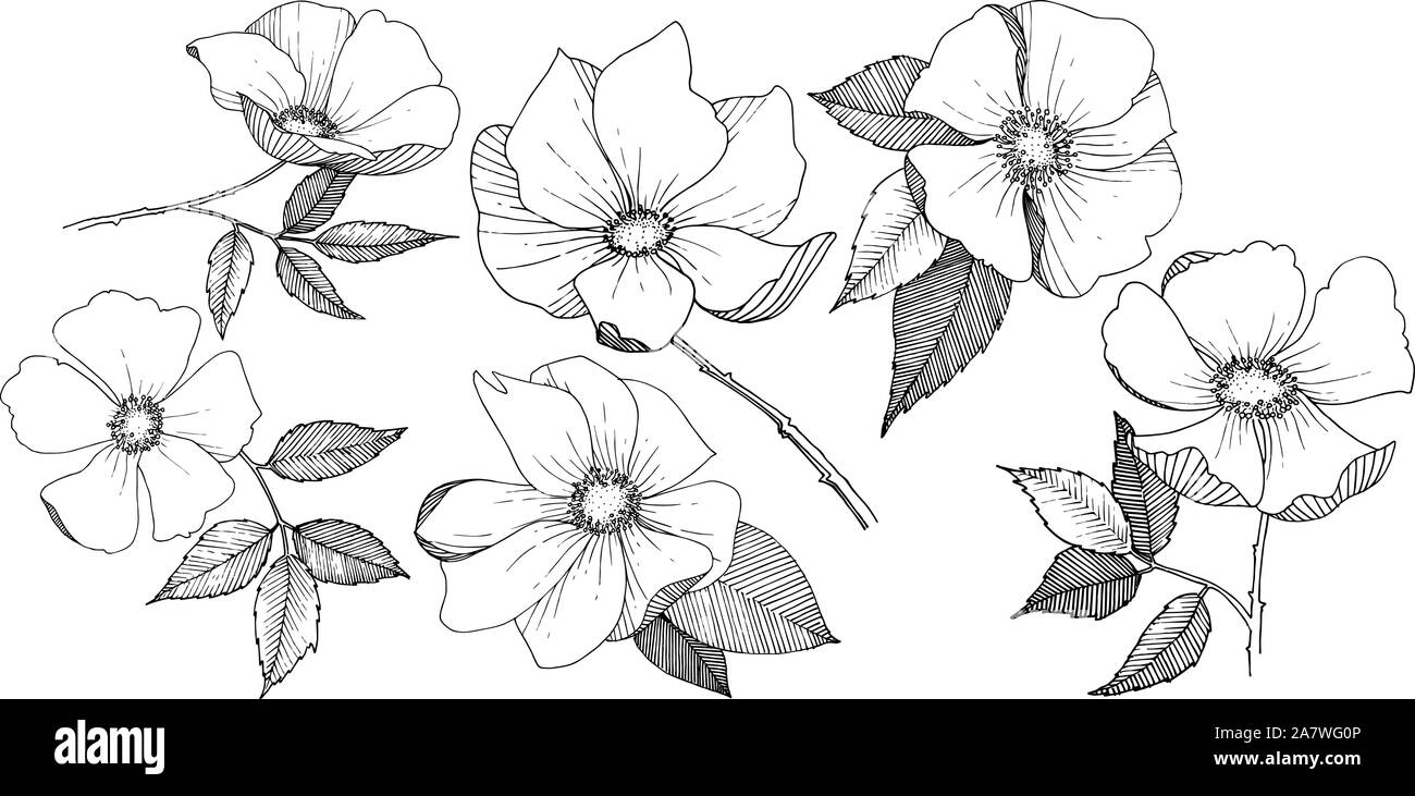 Hulthemia roses hi-res stock photography and images - Alamy