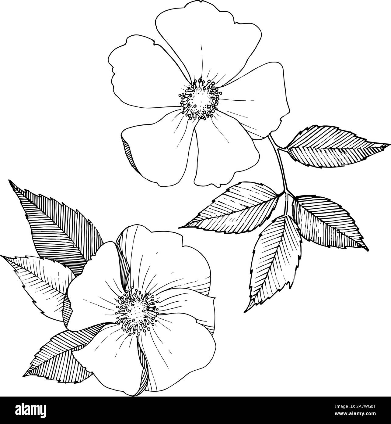 Hulthemia roses hi-res stock photography and images - Alamy