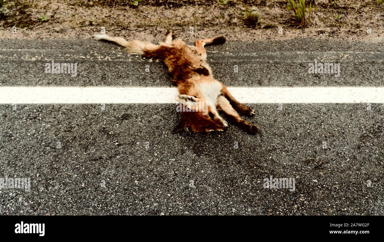 Animals hit on the roads by cars. A European fox (Vulpes vulpes) Red ...