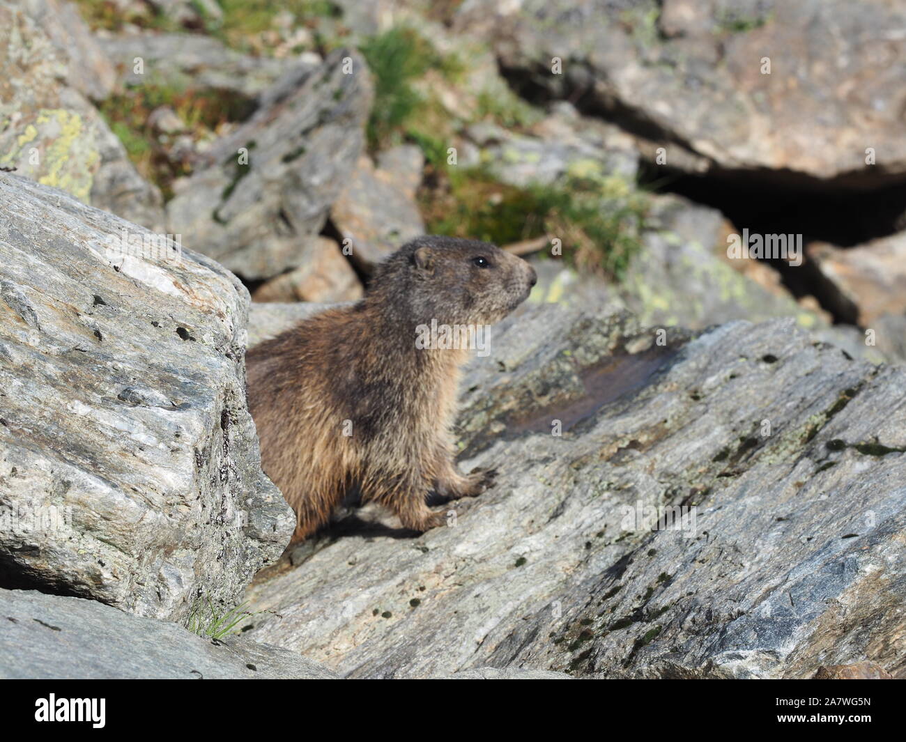 Hiding behind rock hi-res stock photography and images - Alamy