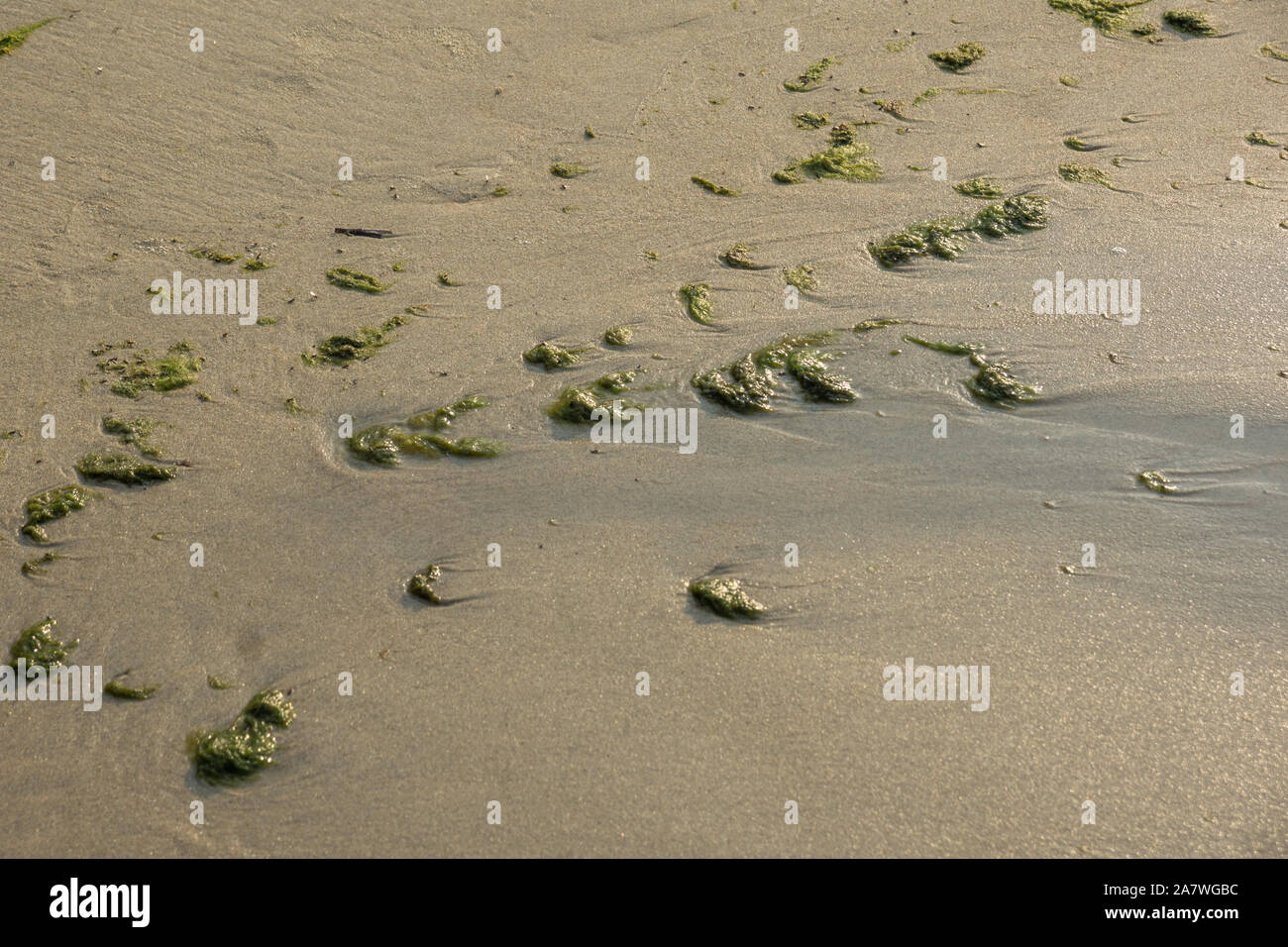 detail of green algae on a sandy beach Stock Photo - Alamy