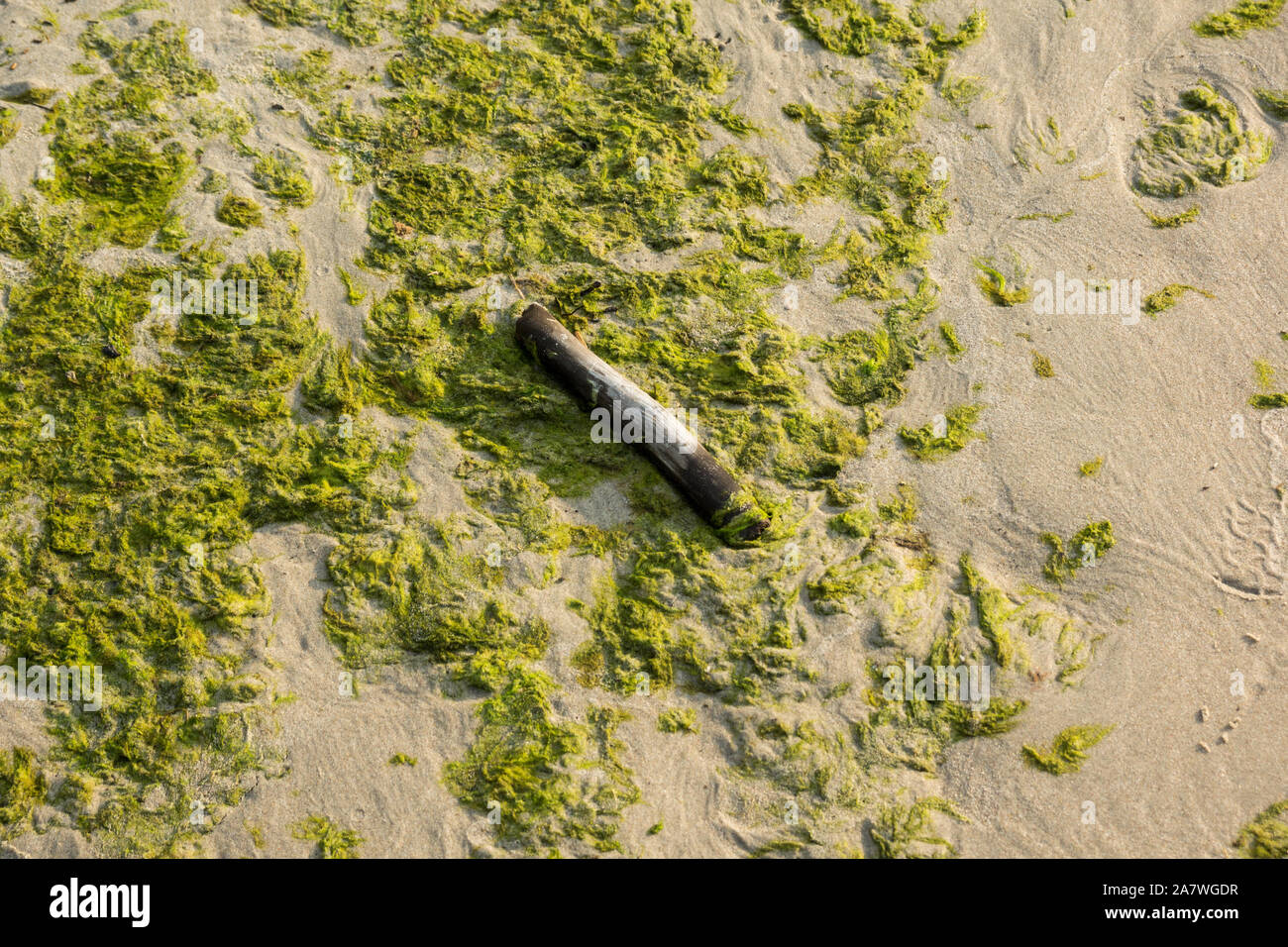 detail of green algae on a sandy beach Stock Photo - Alamy