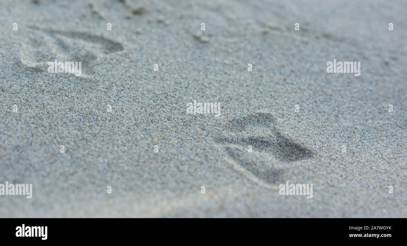 close up of footprints of a seagull on a sandy beach Stock Photo - Alamy