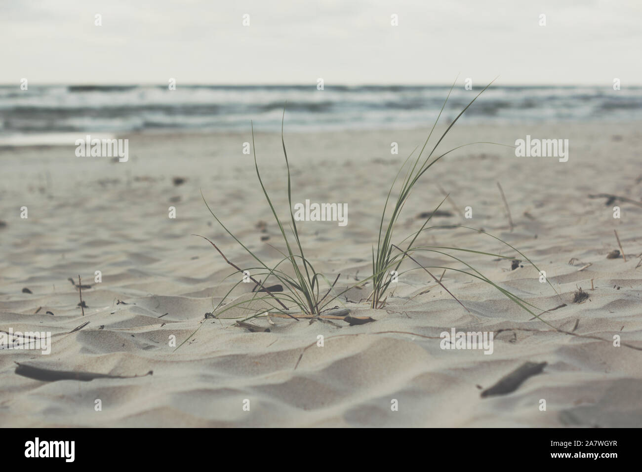 close up of single grass on a sandy beach Stock Photo - Alamy